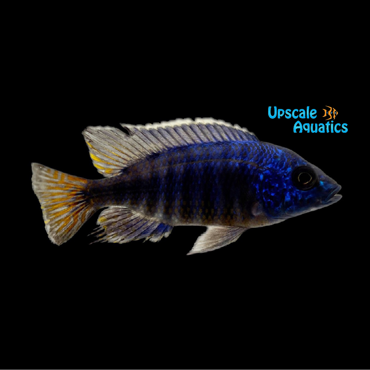 Chilumba Peacock Cichlid (Aulonocara stuartgranti sp. Chilumba ...