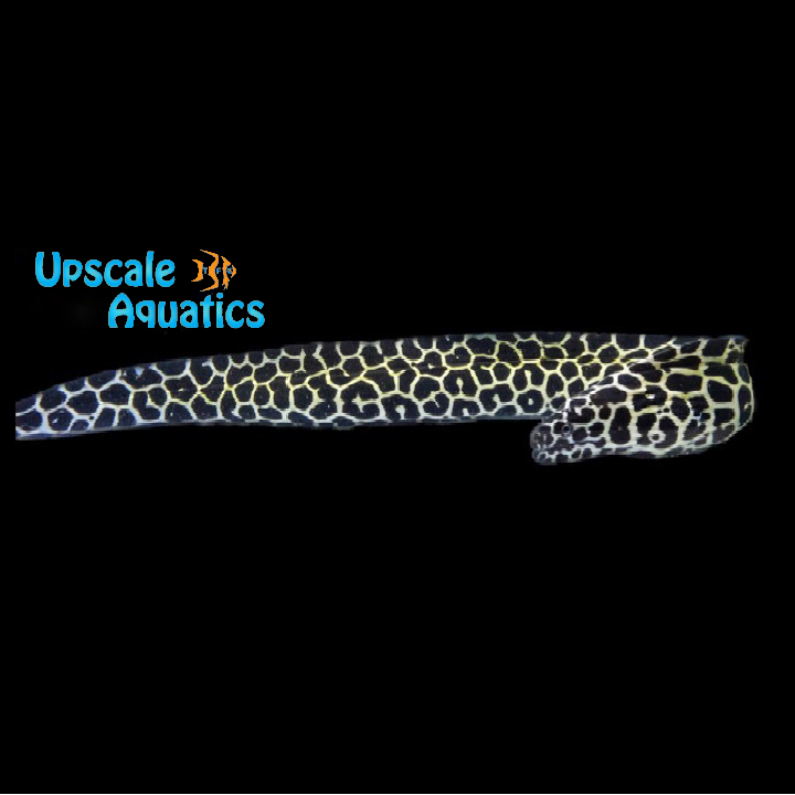 Tesselata Moray Eel (Gymnothorax favagineus) – Upscale Aquatics