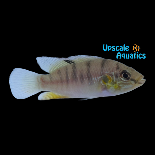 West African Cichlids – Upscale Aquatics