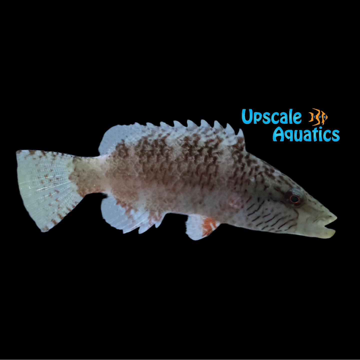 Cheek Lined Moari Wrasse (Oxycheilinus digramma) – Upscale Aquatics