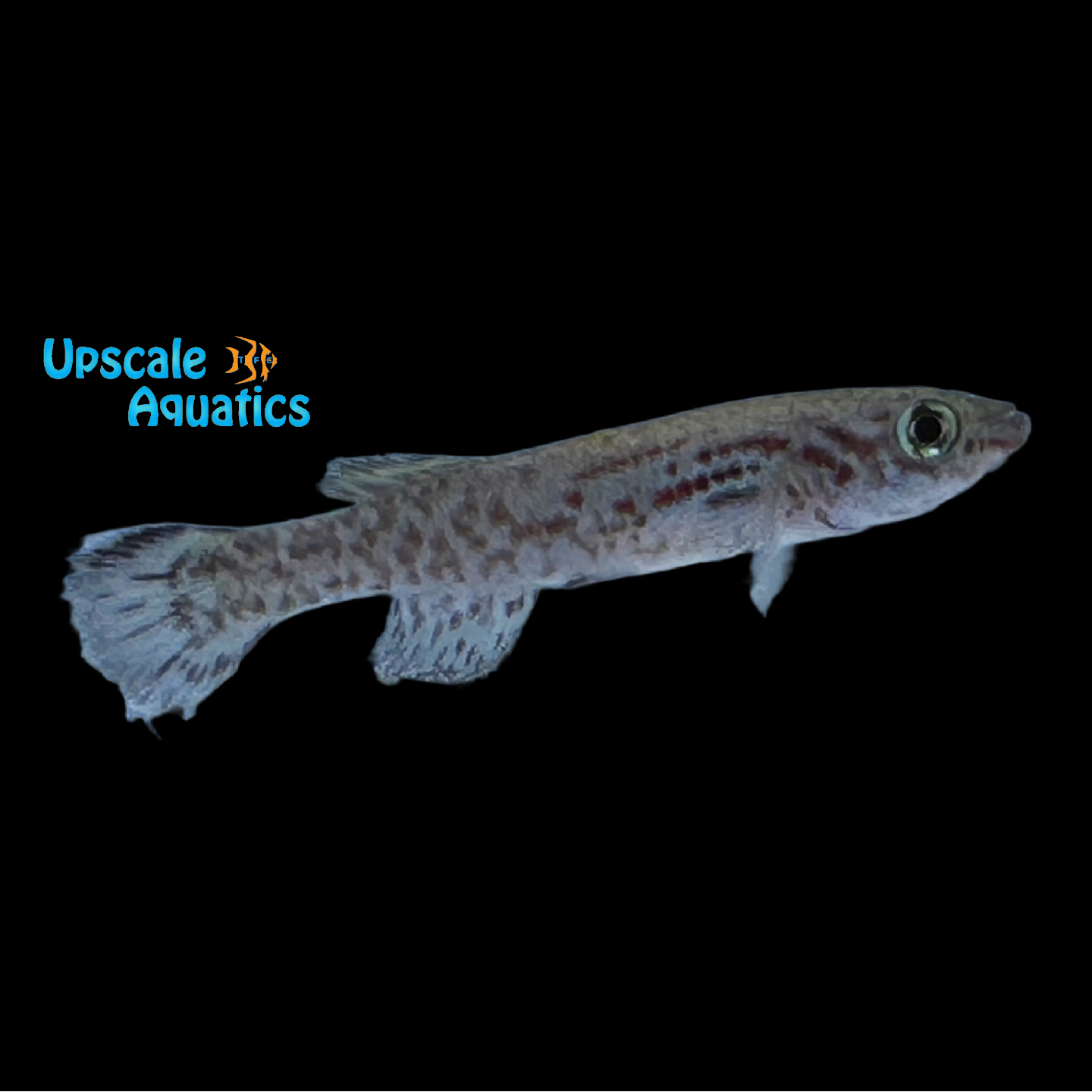 Mamfensis Gardner's Killifish (Fundulopanchax gardneri mamfensis 'Okoy ...