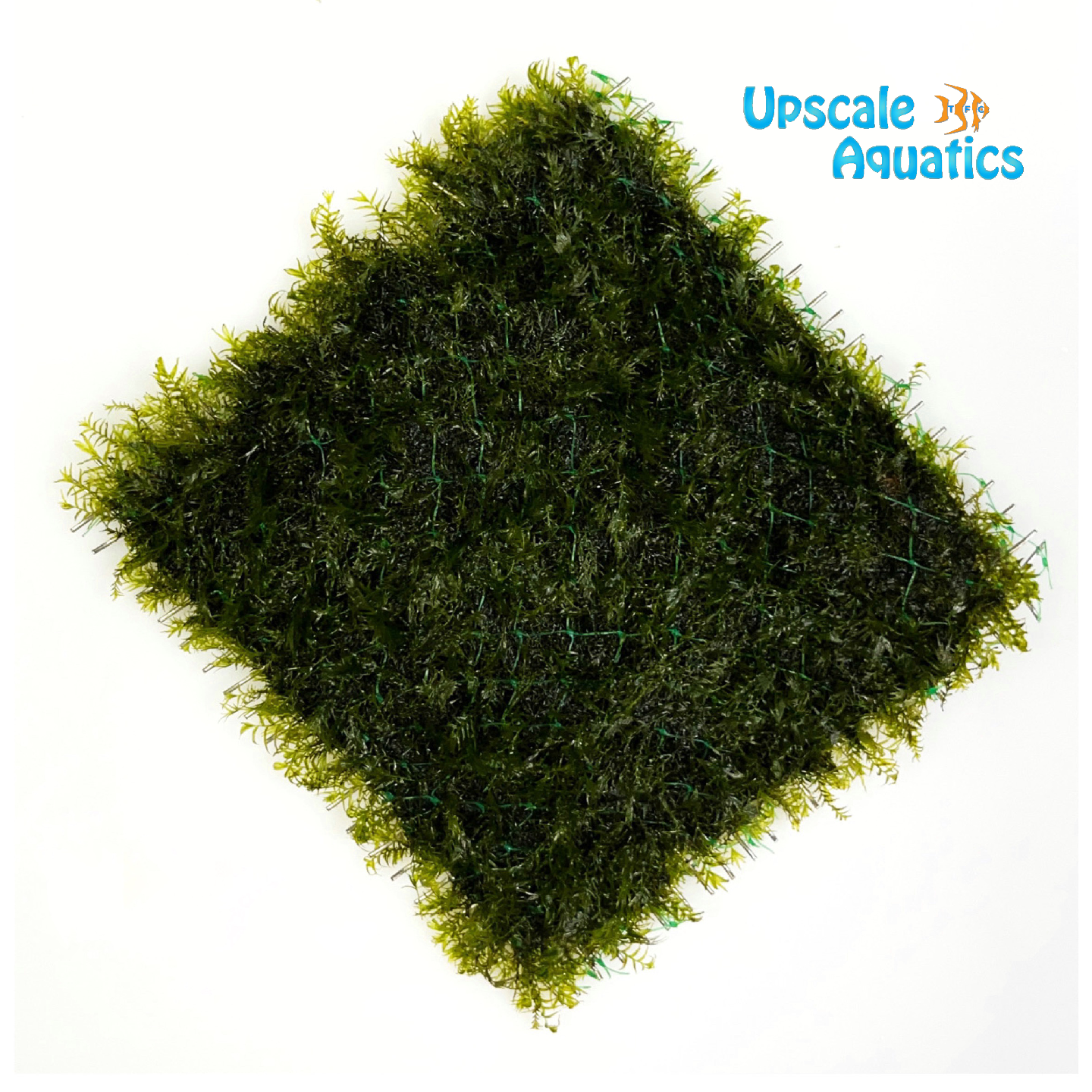 Phoenix Moss (Fissidens fontanus) – Upscale Aquatics