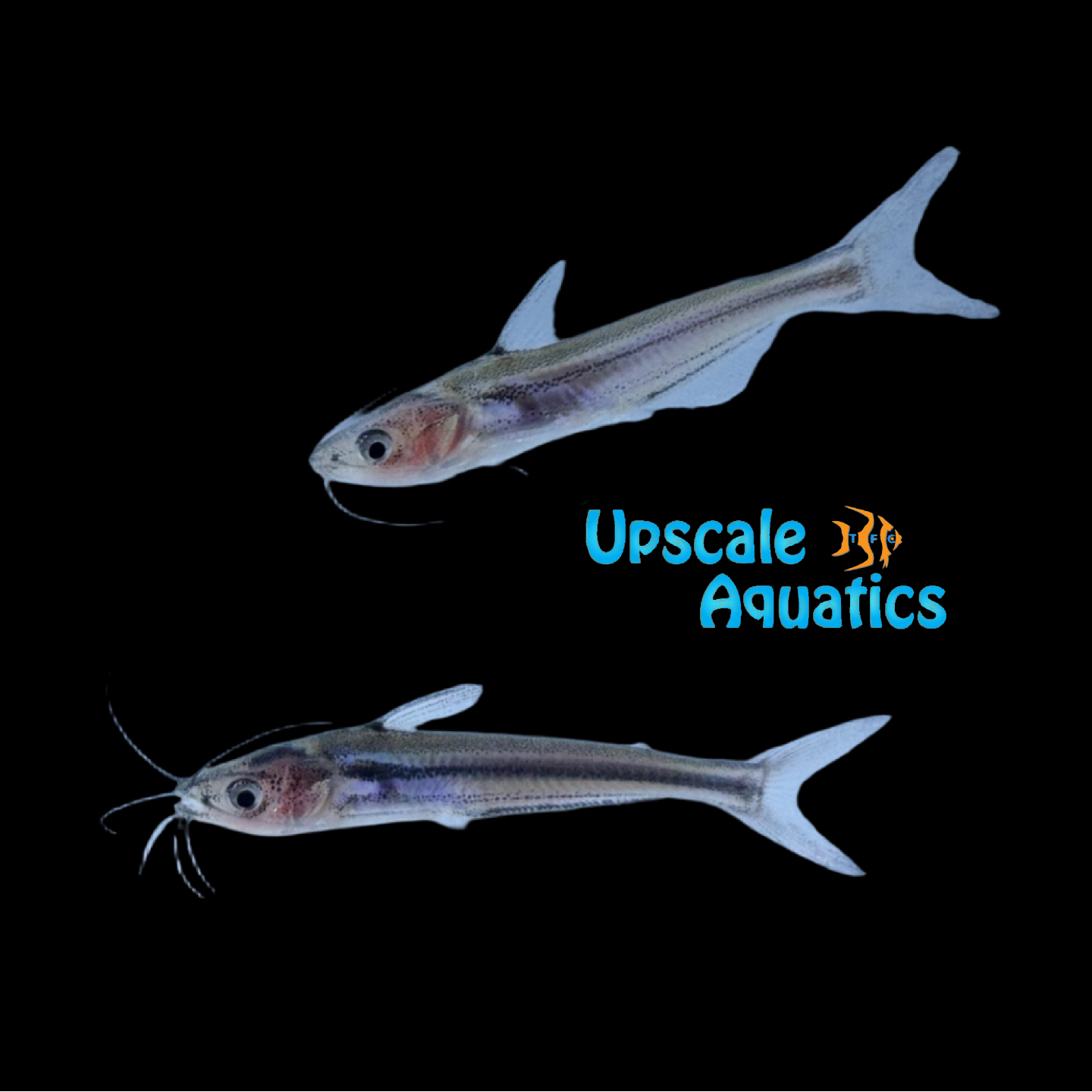 Dwarf Iridescent Shark (Pseudeutropius brachypopterus) – Upscale Aquatics