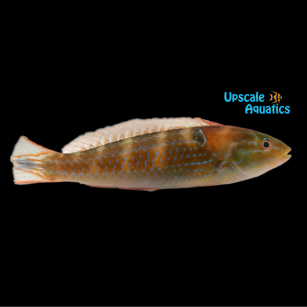 Chameleon Wrasse (Halichoeres dispilus) – Upscale Aquatics