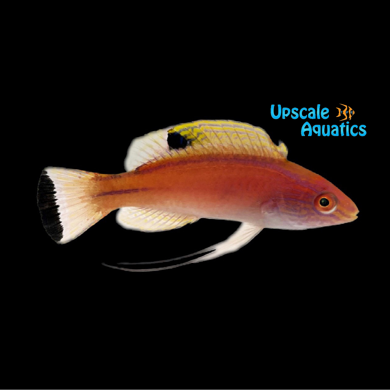 Latigo Fairy Wrasse (Cirrhilabrus briangreenei) – Upscale Aquatics