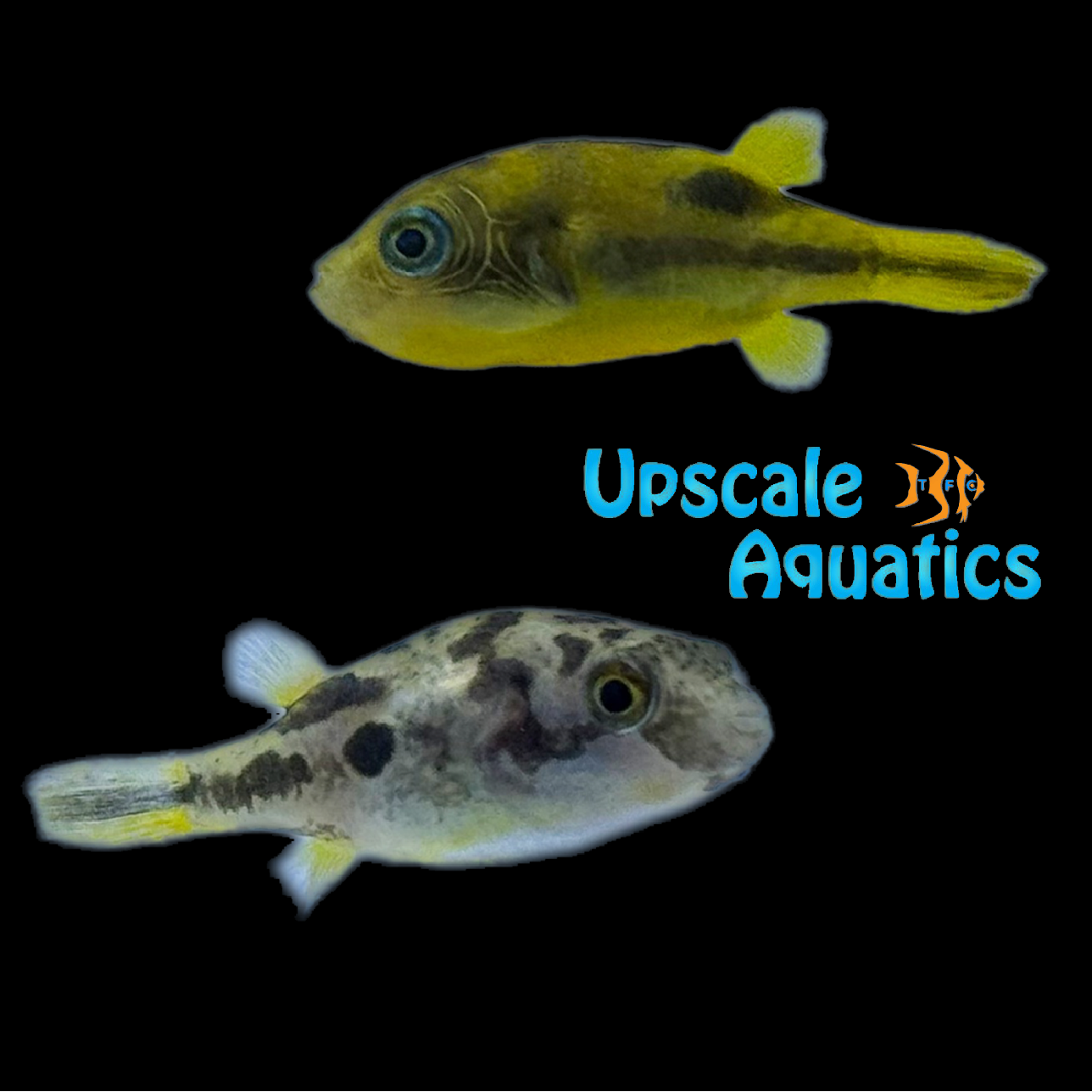 Indian Dwarf 'BB' Puffer (Carinotetraodon travancoricus) – Upscale Aquatics