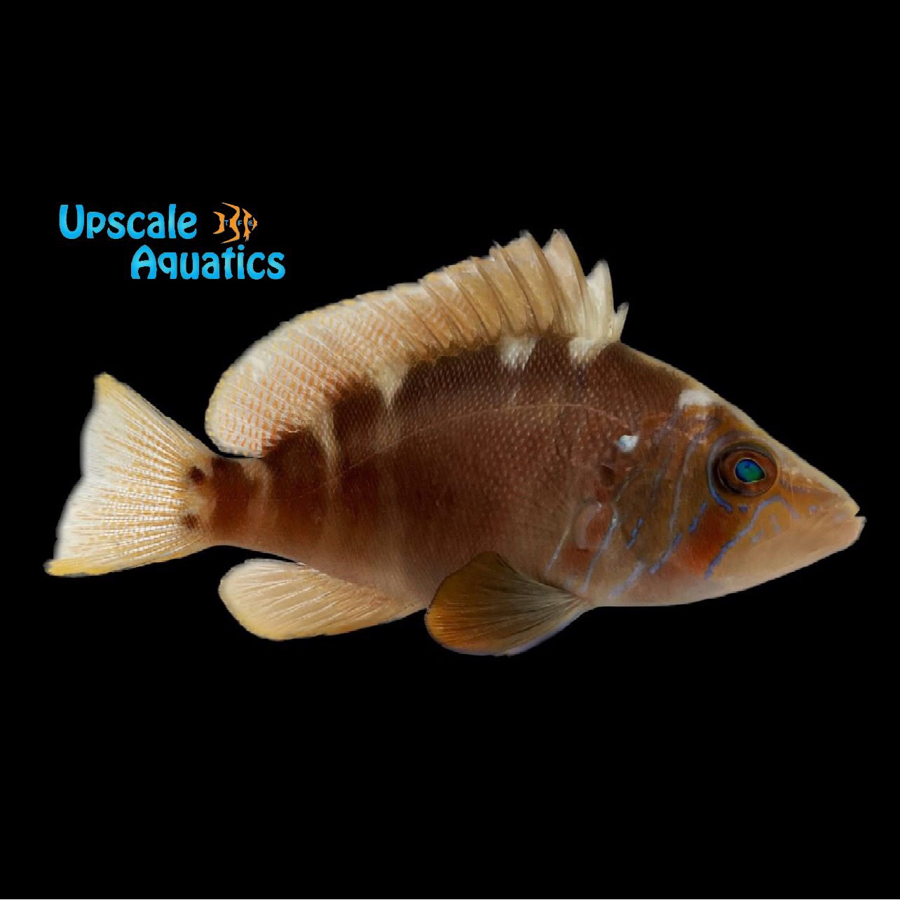 Florida Hamlet (Hypoplectrus floridae) – Upscale Aquatics