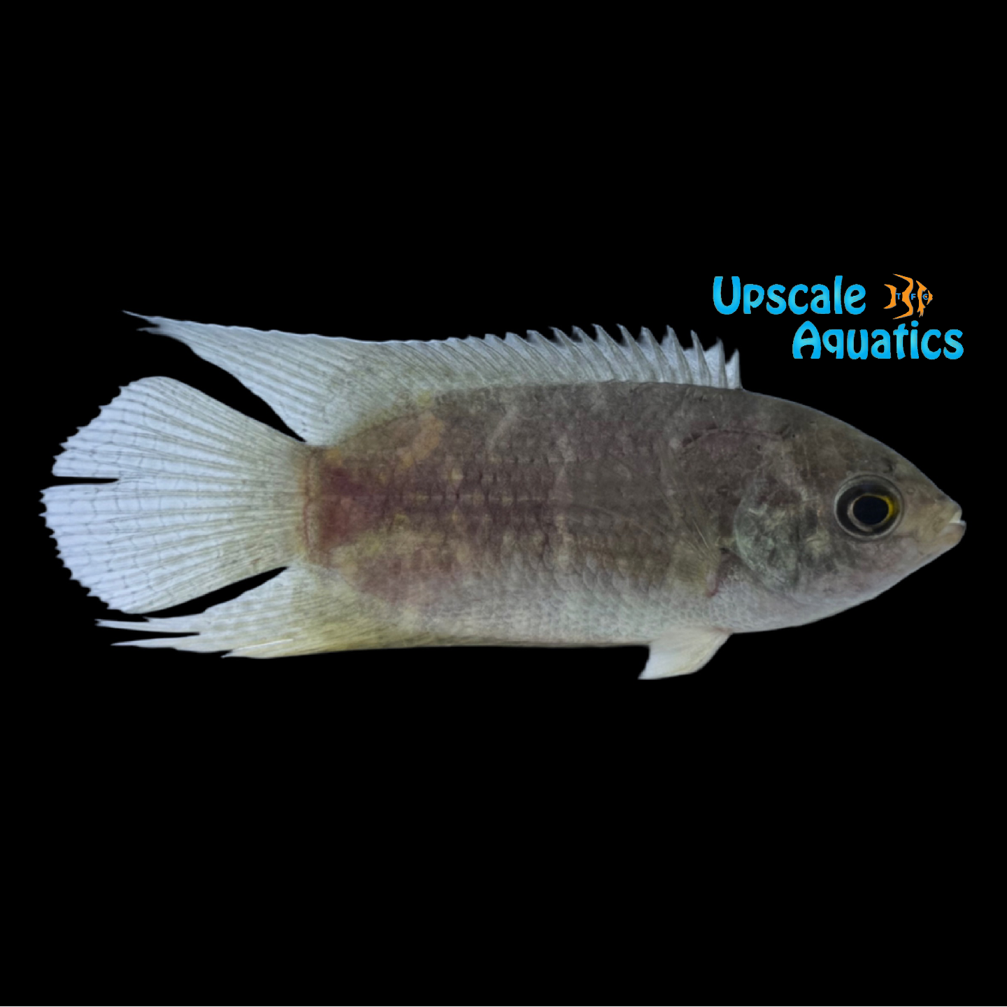 Malay Combtail Gourami (Belontia hasselti) – Upscale Aquatics