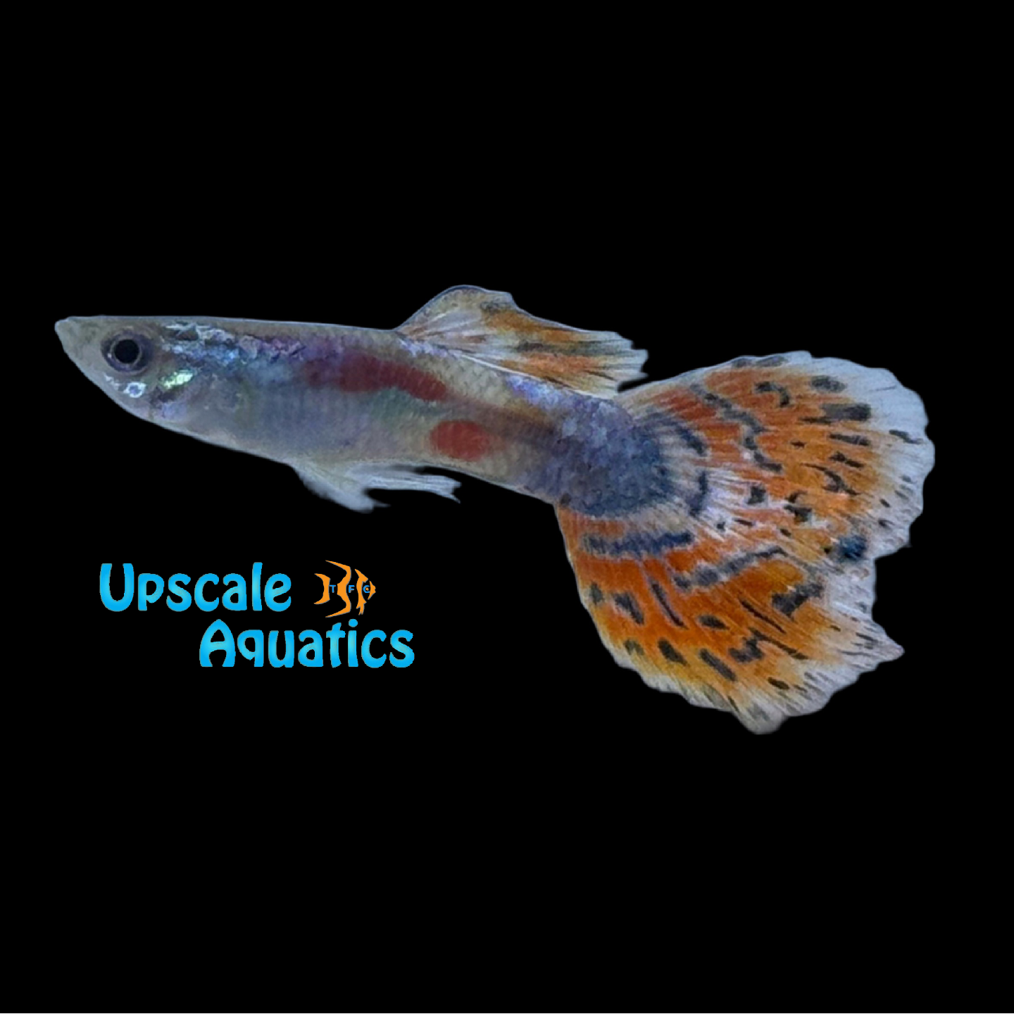 Blue Variegated Guppy (Poecilia reticulata) – Upscale Aquatics