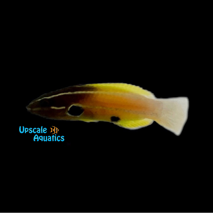 Allen's Tubelip Wrasse (Labropsis alleni) – Upscale Aquatics