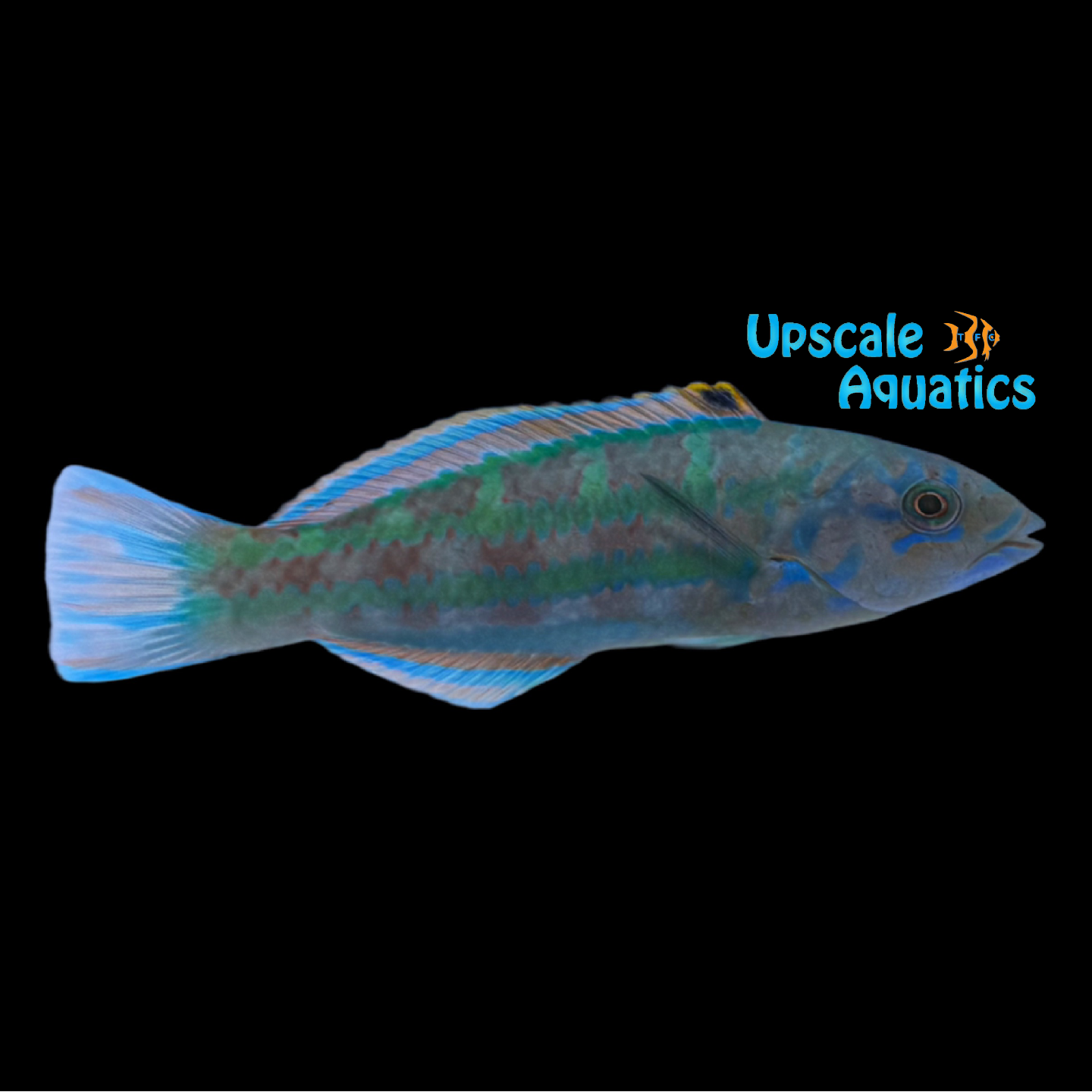 Surge Wrasse (Thalassoma purpureum) – Upscale Aquatics