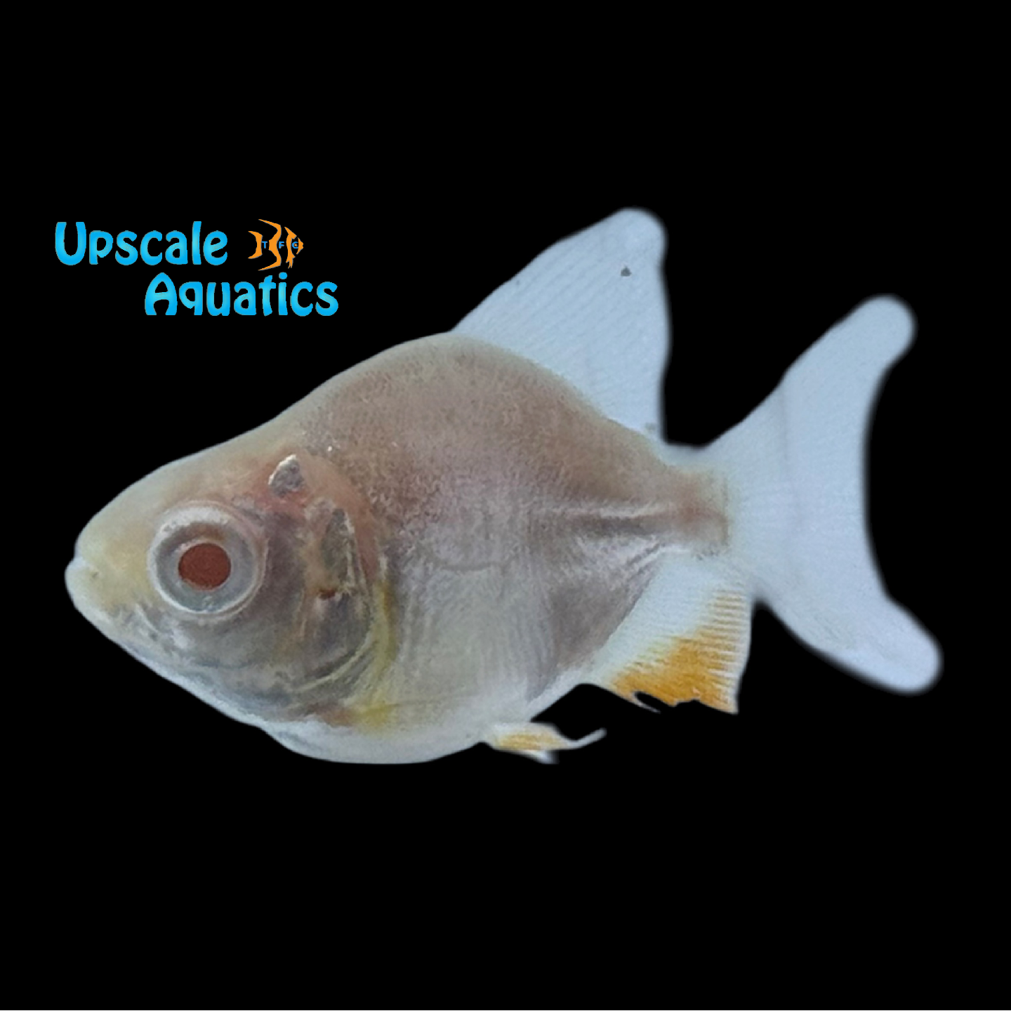 Albino Shortbody Red Belly Pacu (Piaractus brachypomum) – Upscale Aquatics