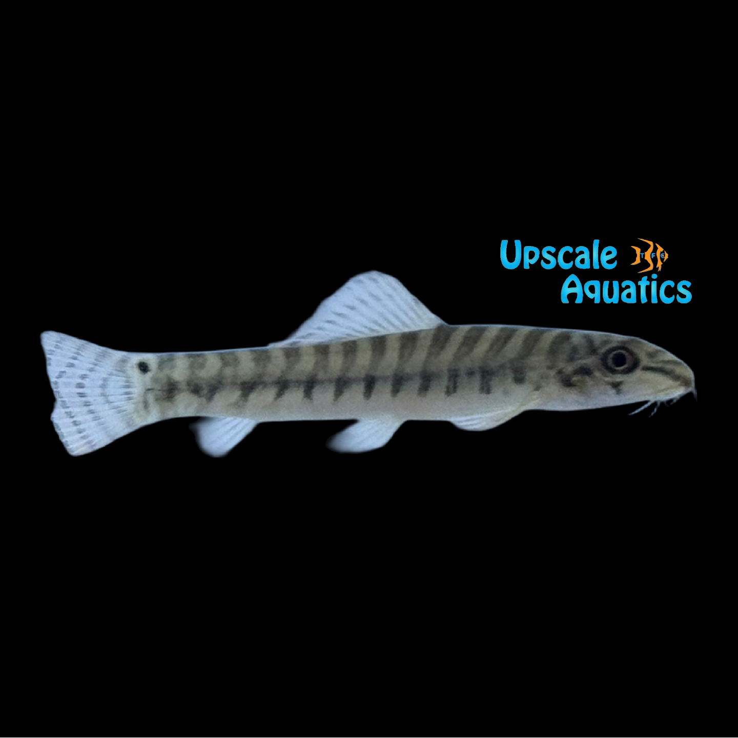 Redtail Zipper Loach (Paracanthocobitis pictilis) – Upscale Aquatics