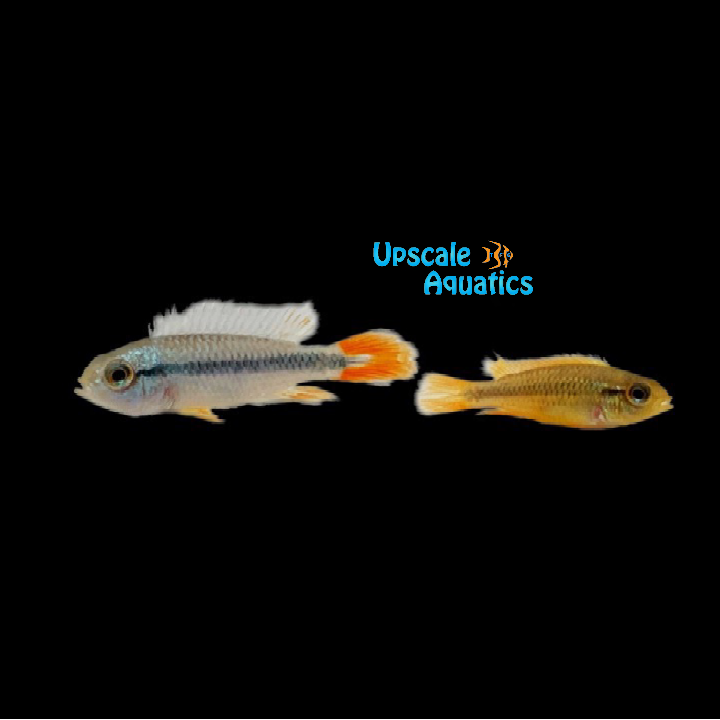 Apisto. Agassizii 'Blue Flame' (Apistogramma agassizii 'Blue Flame ...