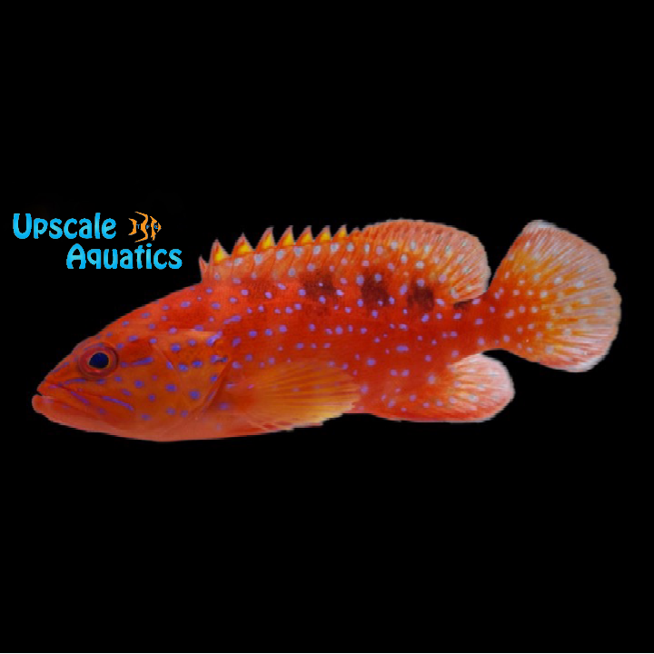 Miniatus Grouper (Cephalopholis miniatus) – Upscale Aquatics