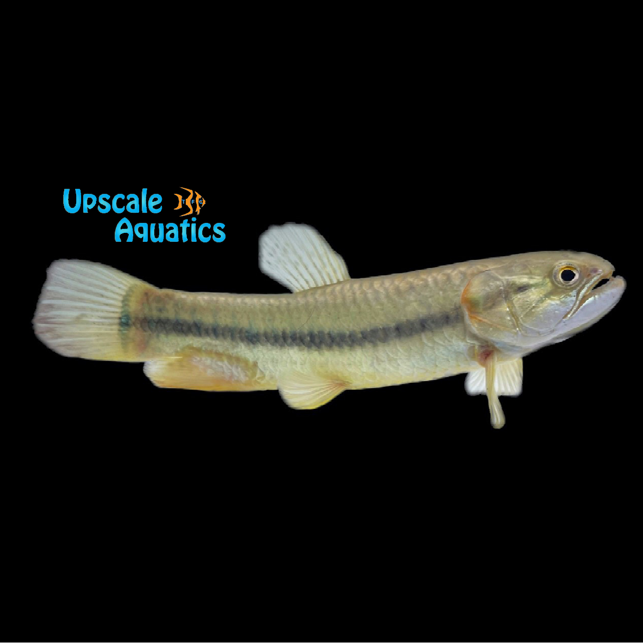 Gold Wolf Fish (Hoplerythrinus unitaeniatus) – Upscale Aquatics