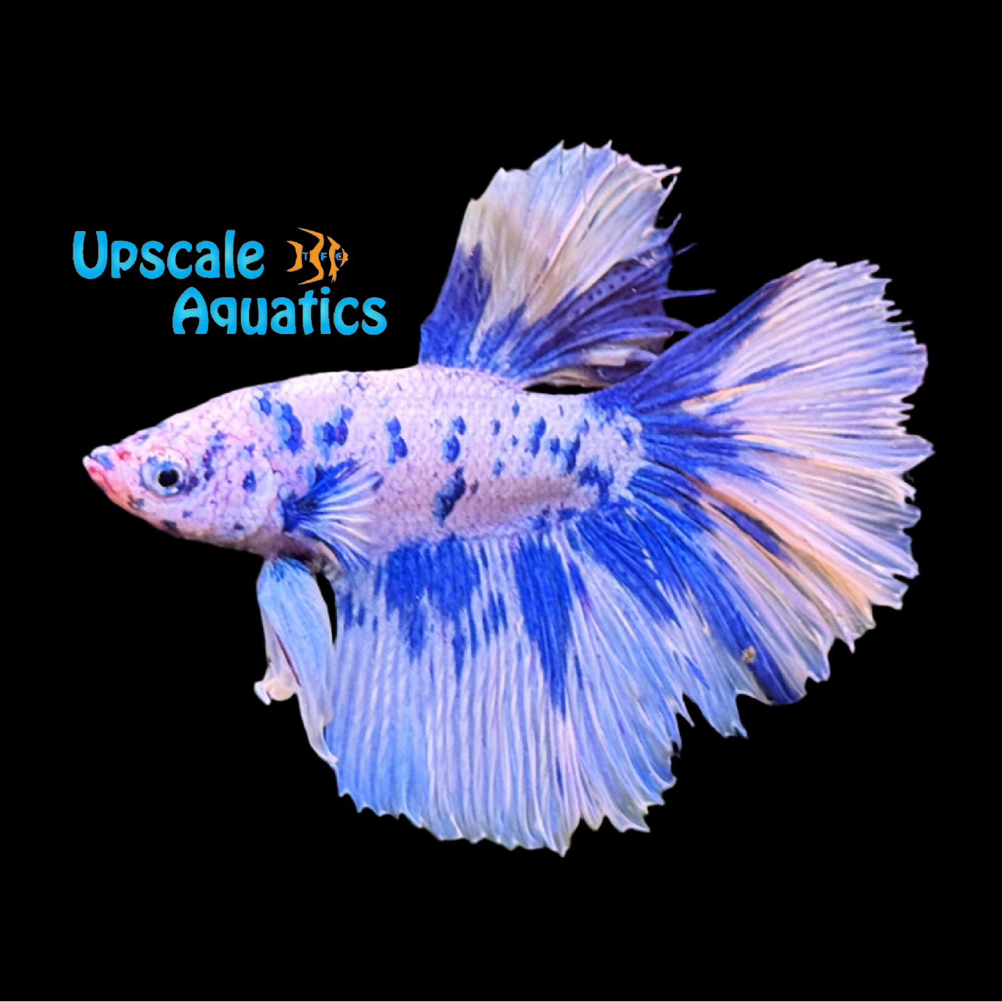 Blue Marble Halfmoon Betta - Male (Betta spledens) – Upscale Aquatics