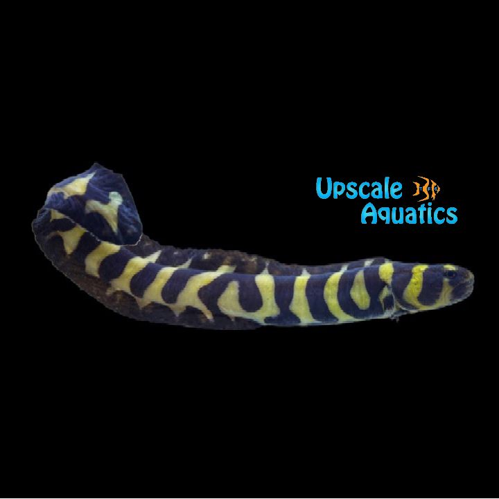 Engineer Goby (Pholidichthys leucotaenia) – Upscale Aquatics