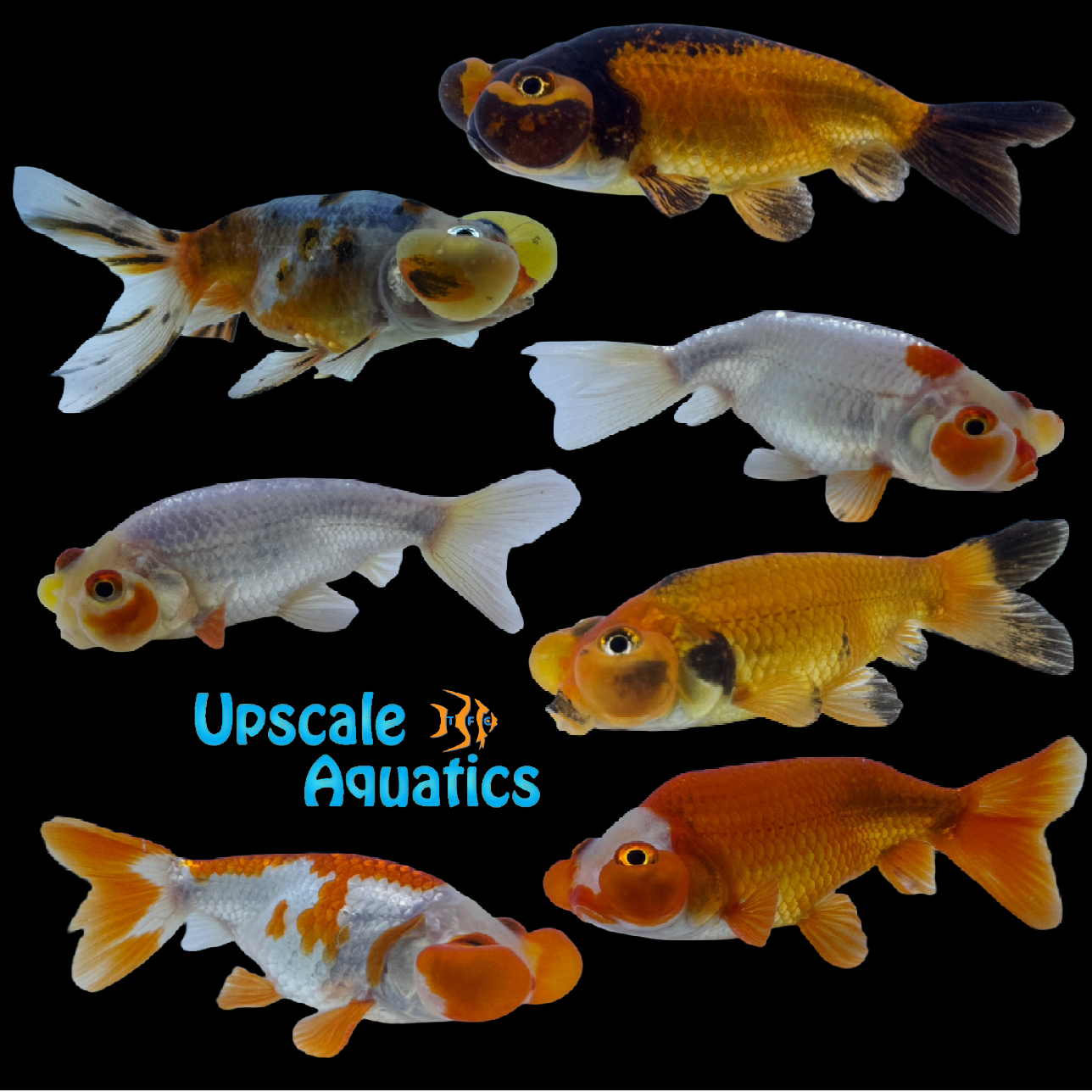 Assorted Bubble Eye Goldfish (Carassius auratus) – Upscale Aquatics