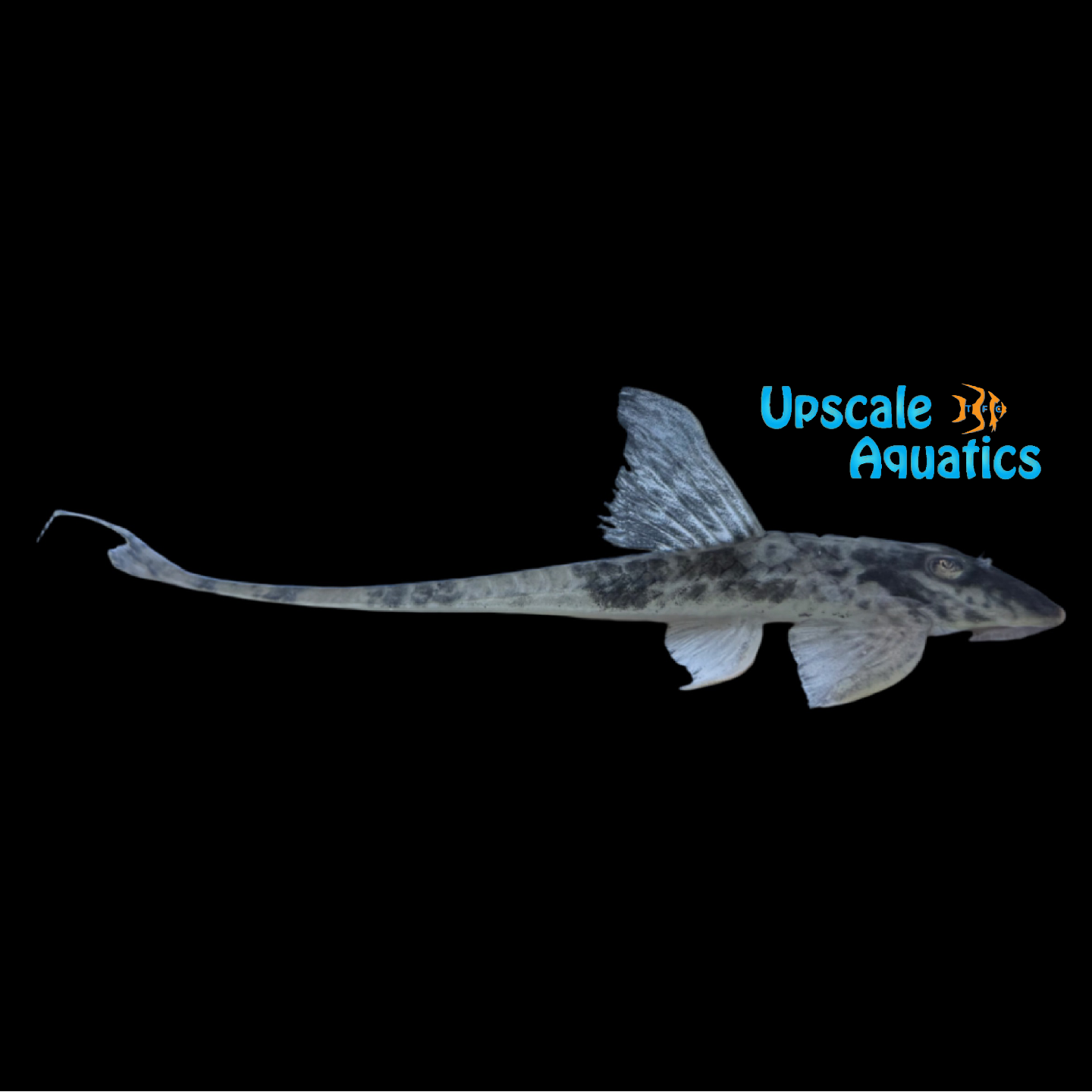 Marble Royal Whiptail Catfish (Loricaria cf. similimma) – Upscale Aquatics