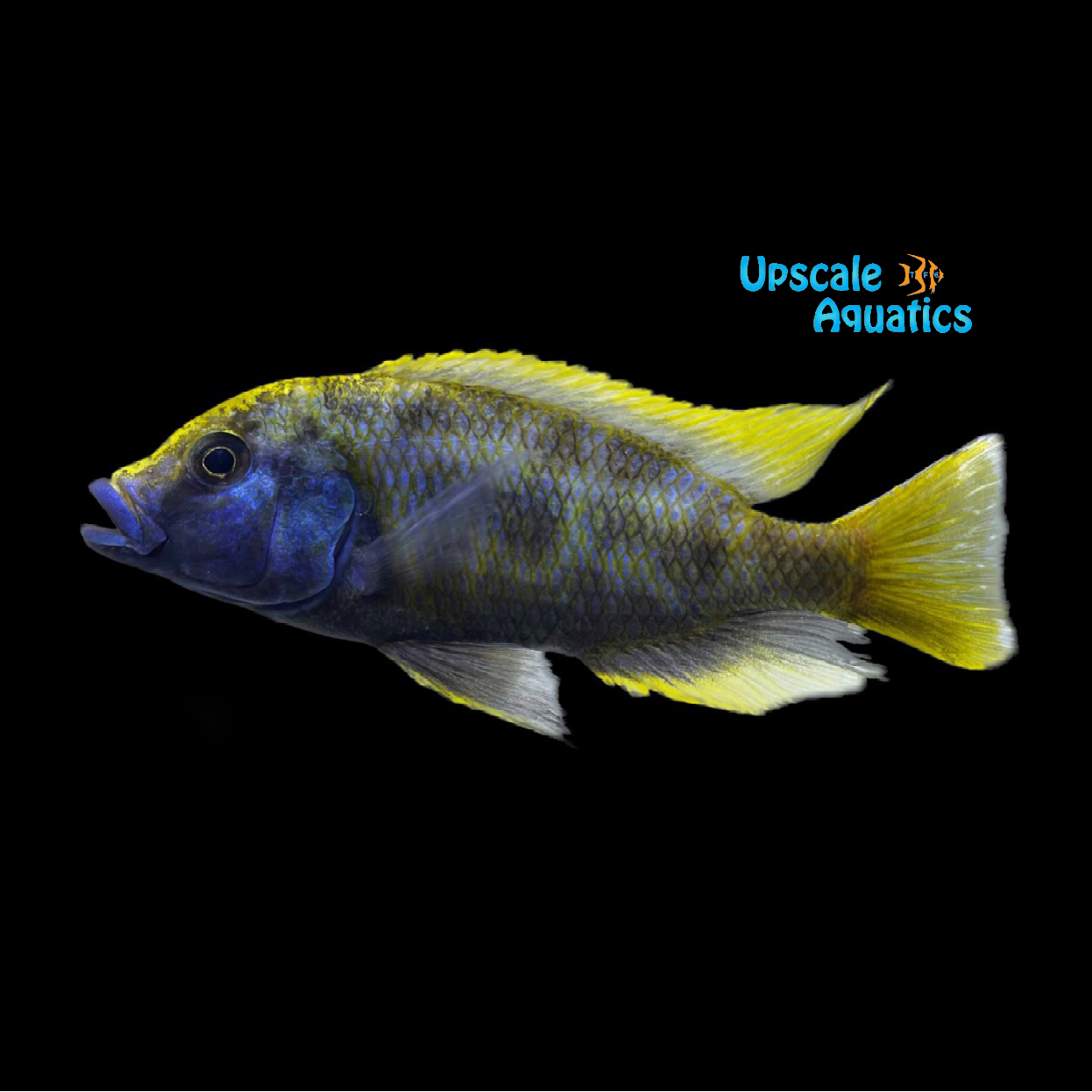 Venustus Cichlid (Nimbochromis venustus) – Upscale Aquatics