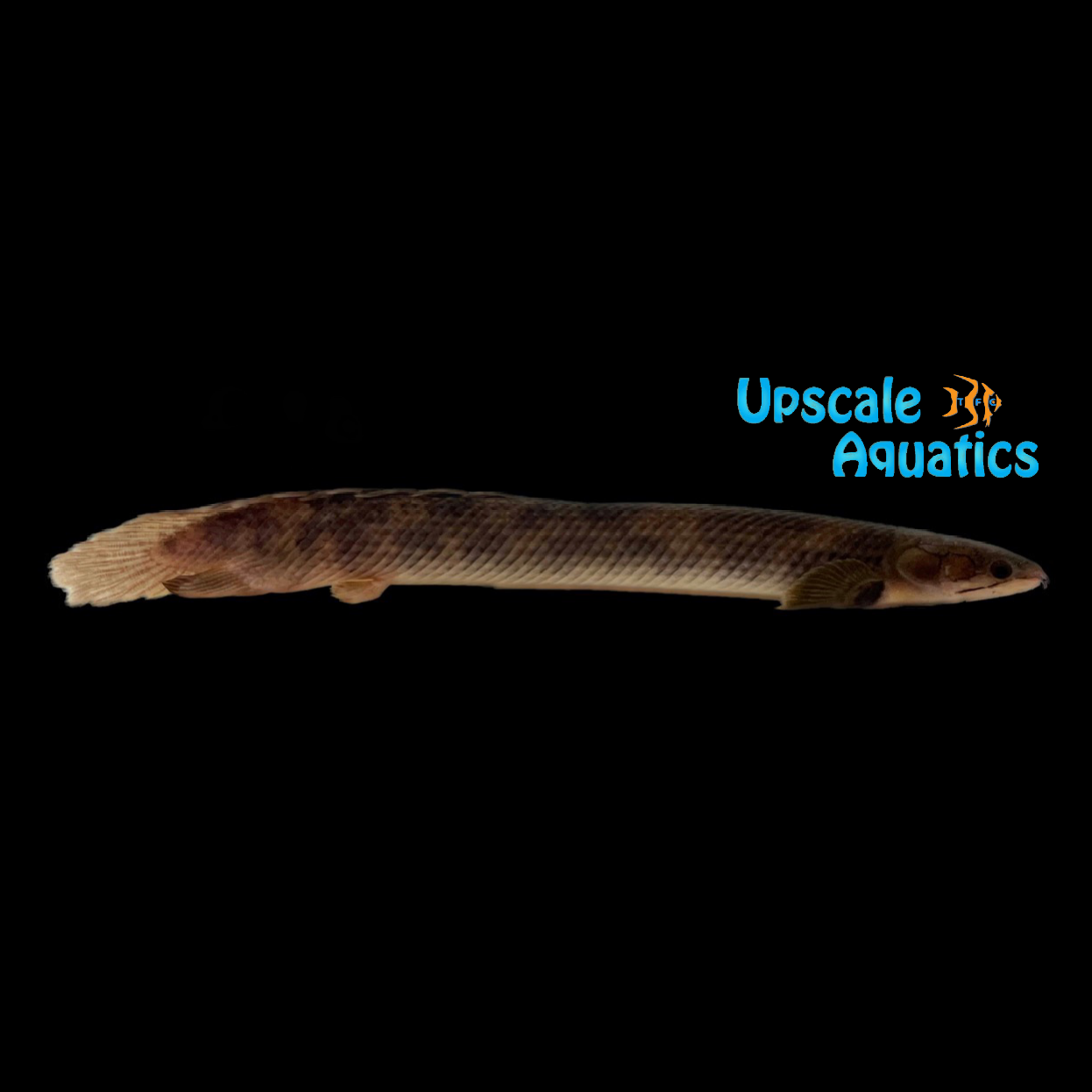Reticulated Bichir (Polypterus mokelembe) – Upscale Aquatics