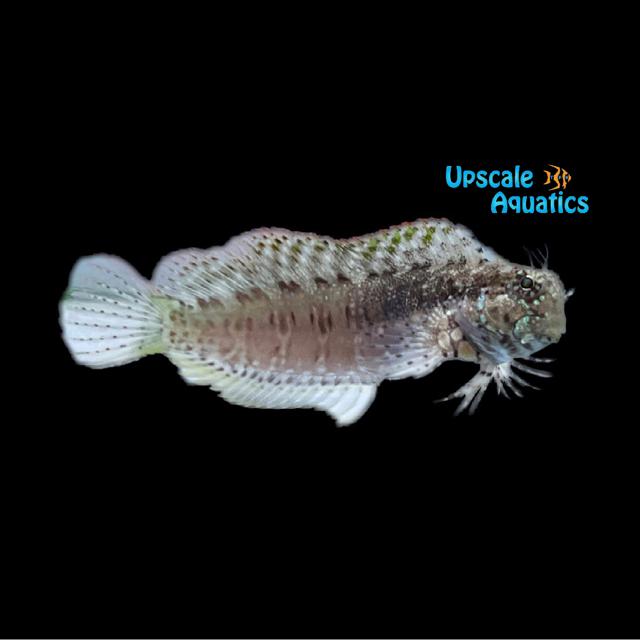 Lawnmower Blenny (Salarias fasciatus) – Upscale Aquatics