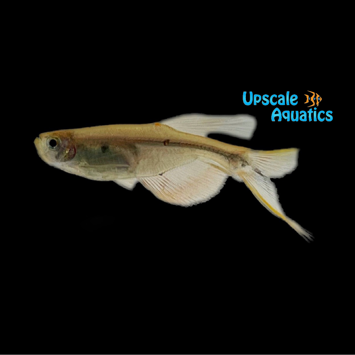 Swordtail Tetra (Corynopoma riisei) – Upscale Aquatics