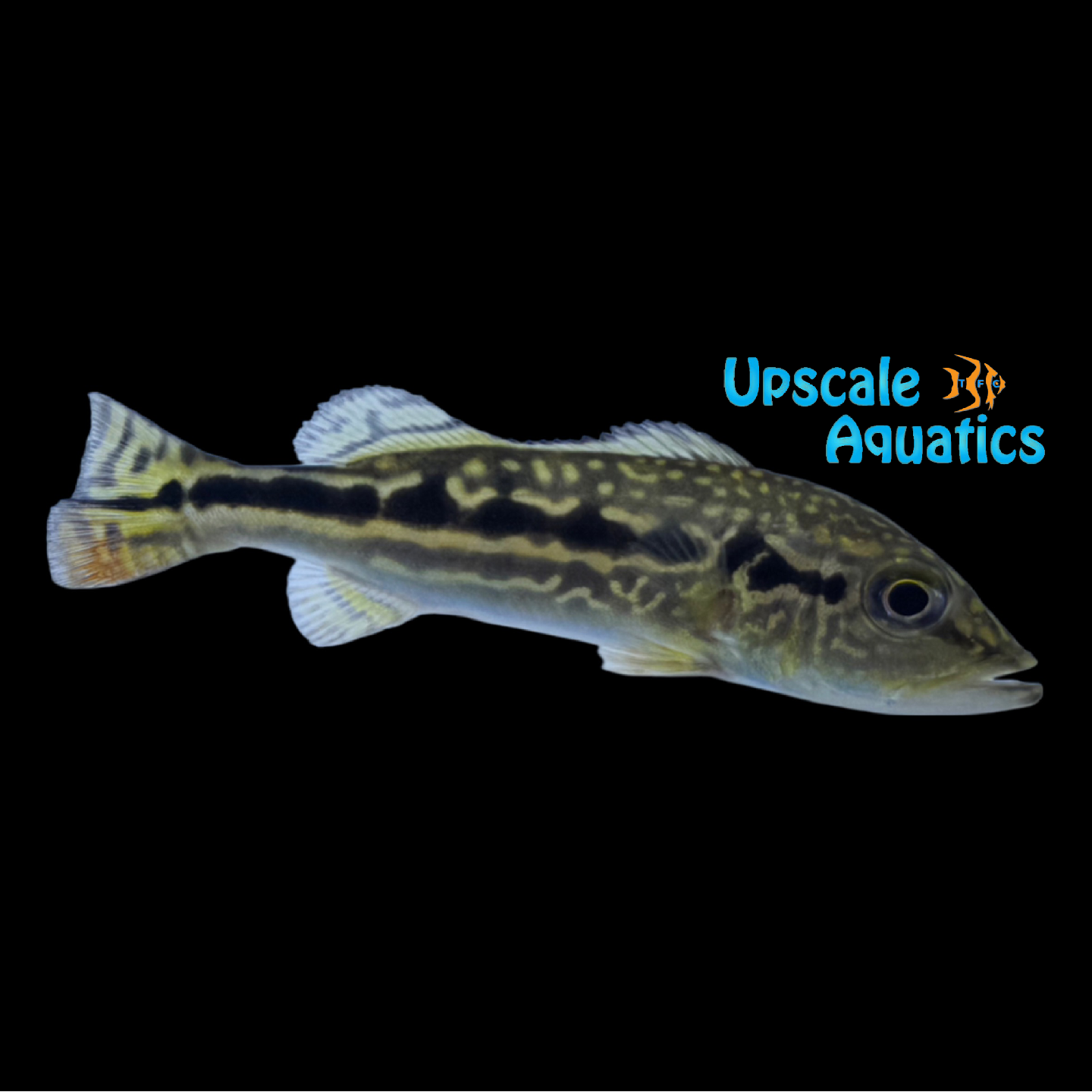 Cobra Snakeskin Peacock Bass (Cichla sp.) – Upscale Aquatics