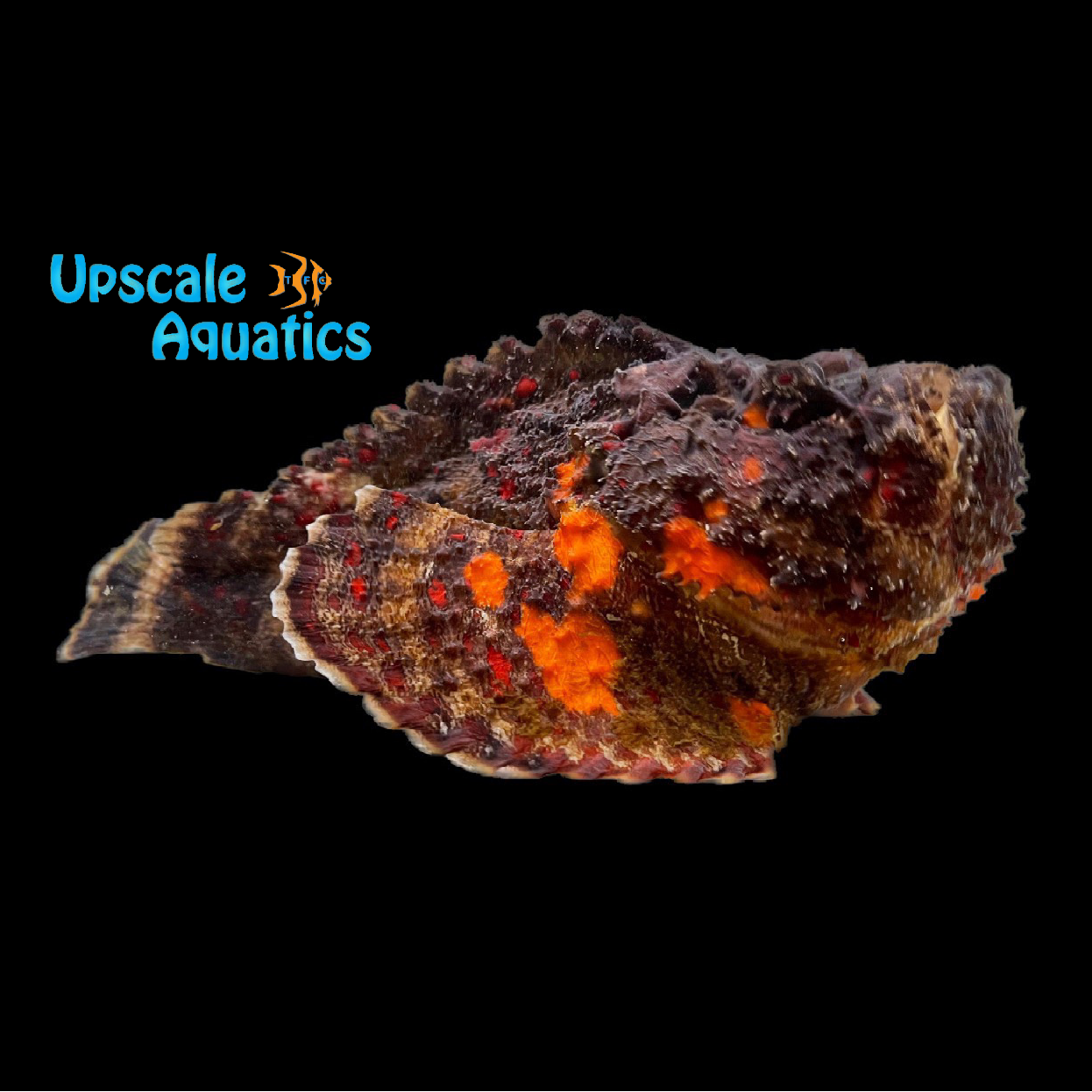 Stonefish (Synanceia verrucosa) – Upscale Aquatics