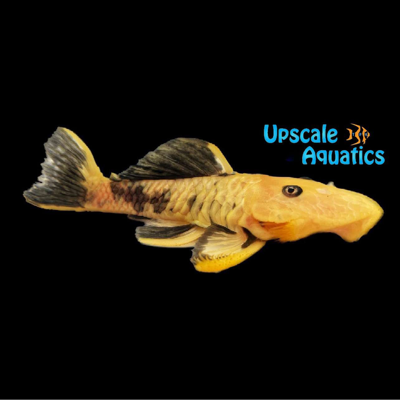 Xanto Chubby Pleco L056 (Parancistrus aurantiacus xantos L56Y ...