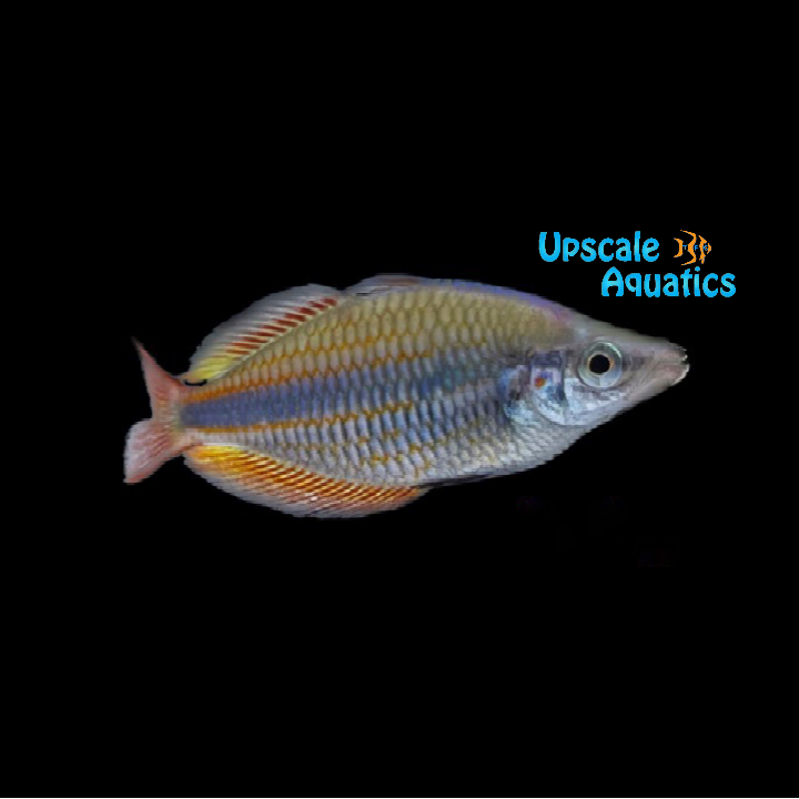 Goyder River Rainbowfish (Melanotaenia trifasciata) – Upscale Aquatics