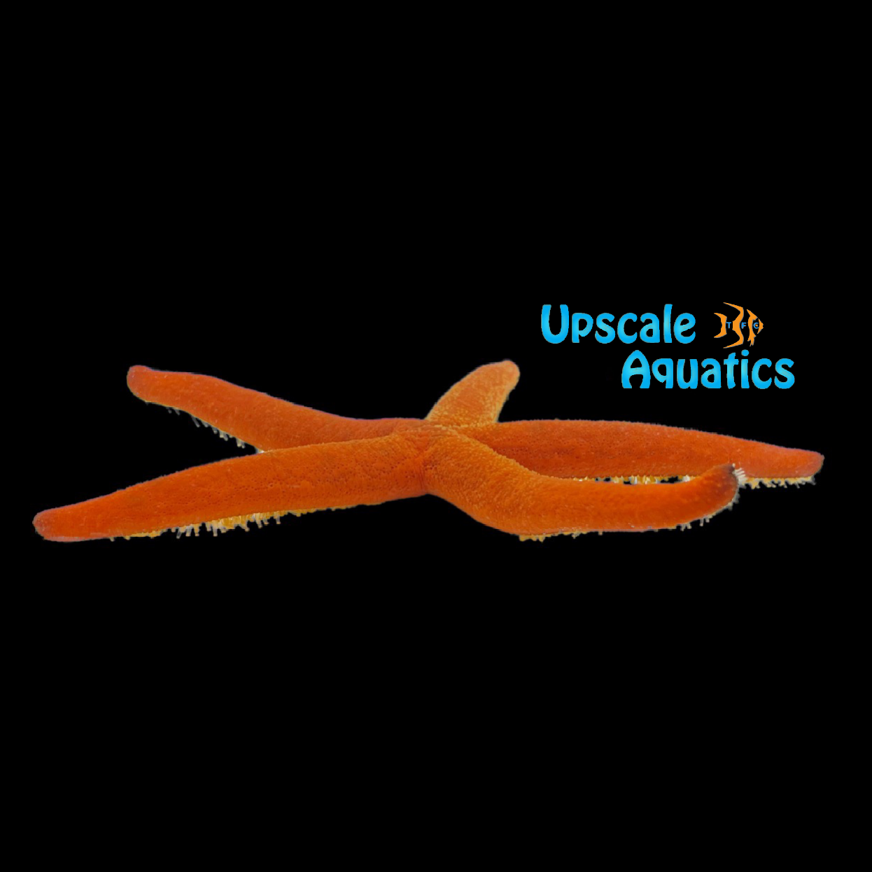 Orange Linckia Starfish (Linckia sp.) – Upscale Aquatics