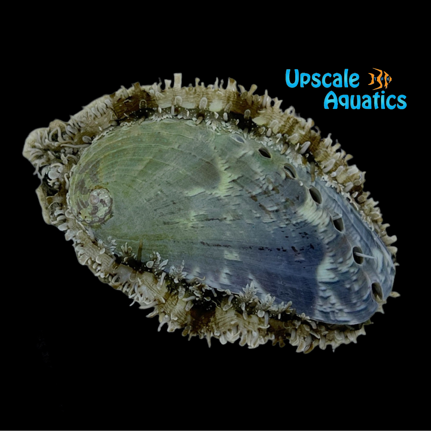Tropical Abalone Snail (Haliotis asinina) – Upscale Aquatics