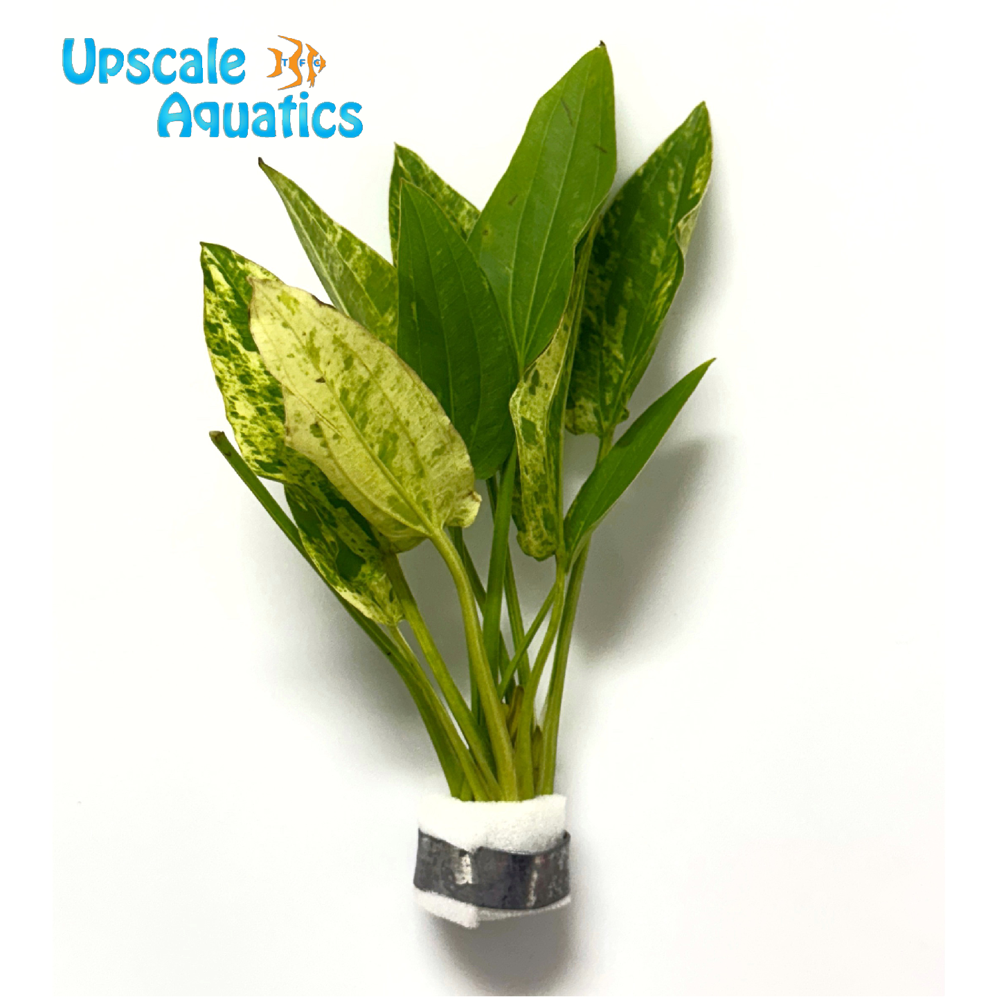 Marble Queen Sword (Echinodorus cordifolius 'Marble Queen') – Upscale ...