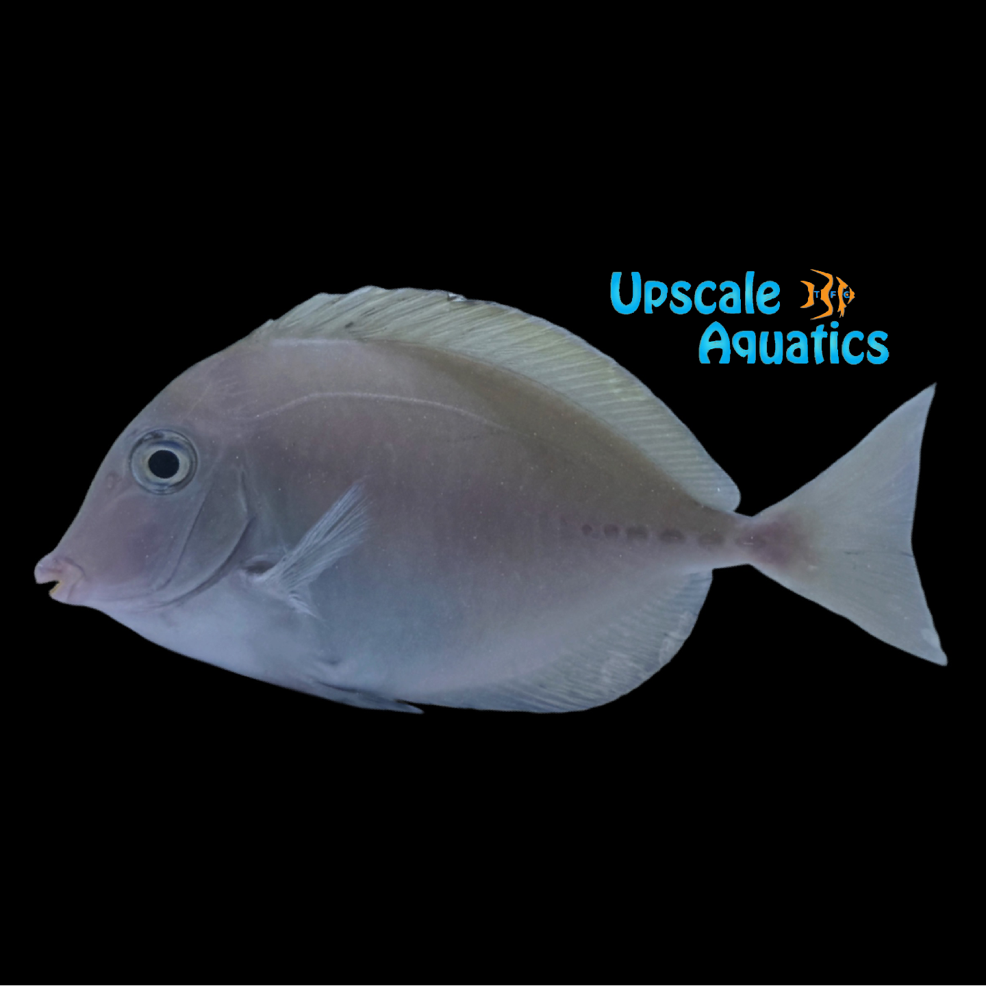 Australian Sixplate Sawtail Tang (Prionurus microlepidotus) – Upscale ...