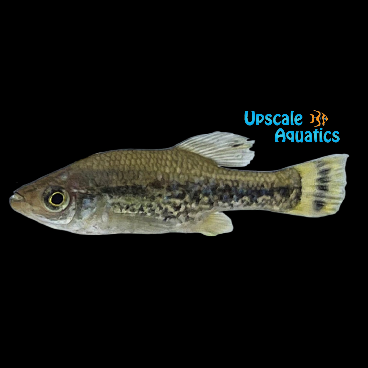 Butterfly Splitfin Goodeid (Ameca splendens) – Upscale Aquatics