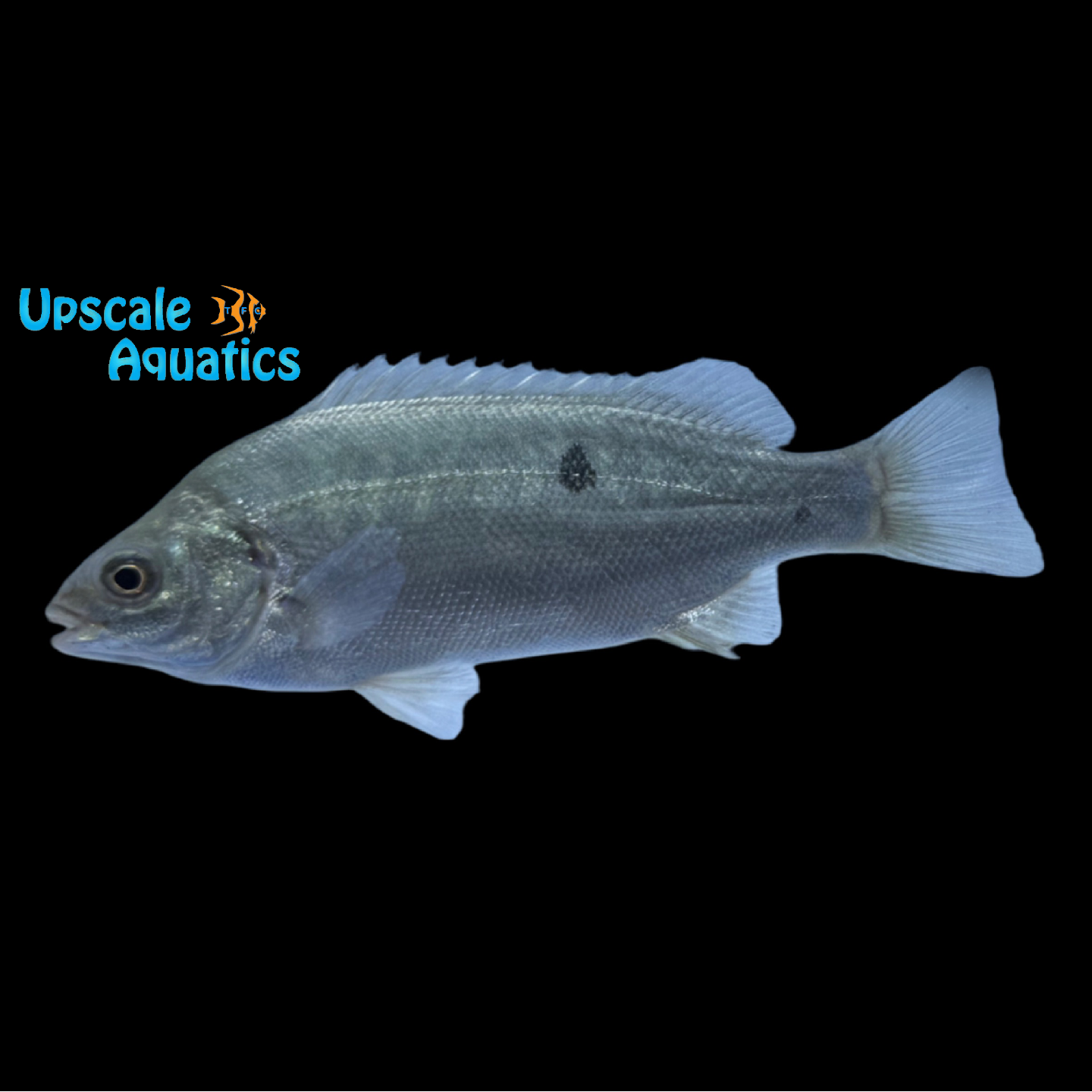 Jade Perch (Scortum barcoo) – Upscale Aquatics