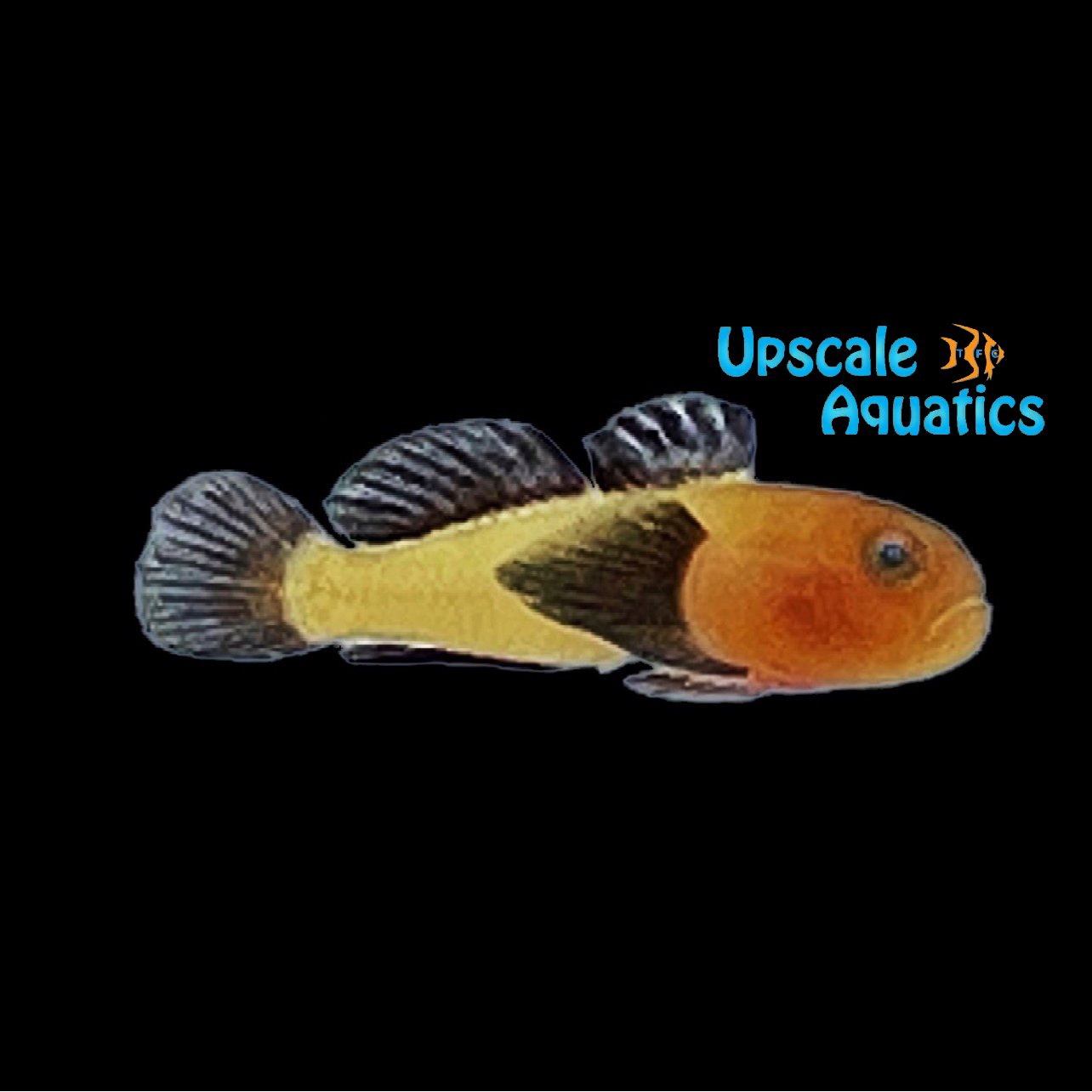 Panda Clown Goby (Paragobius lacunicolus) – Upscale Aquatics