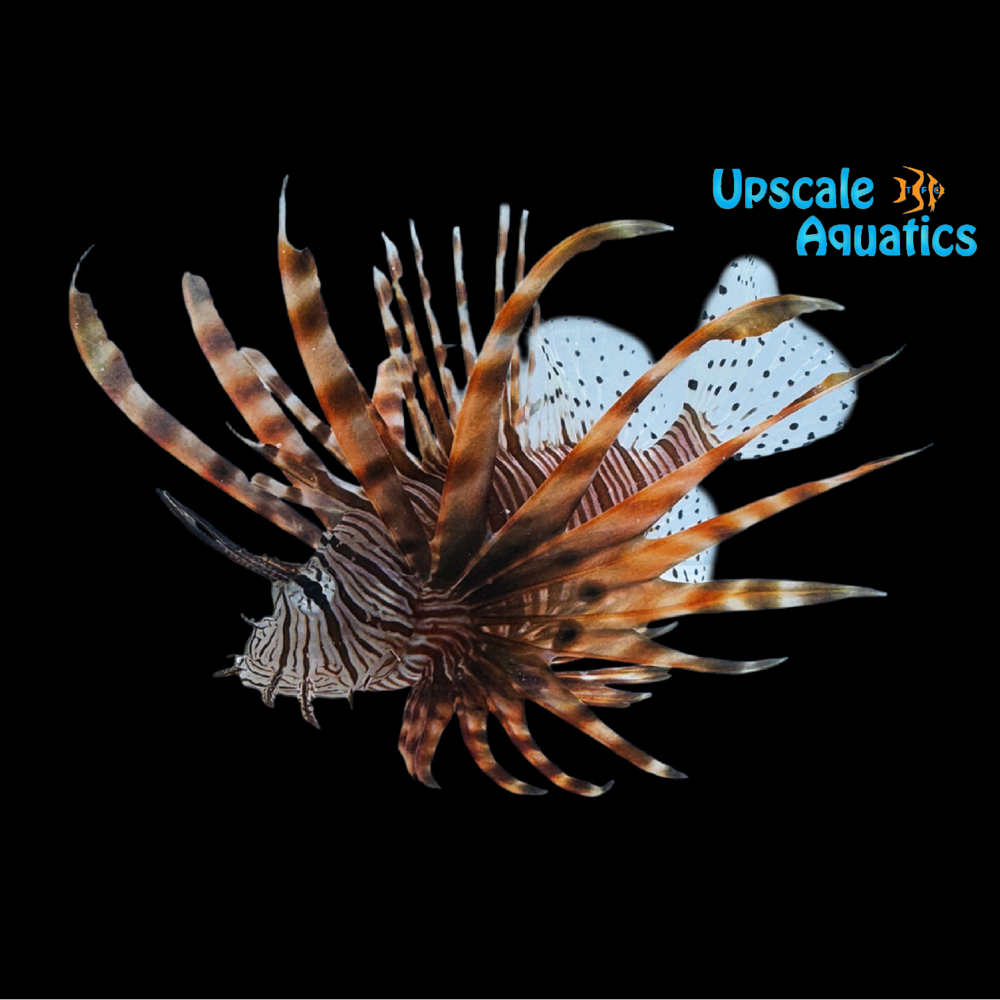 Red Volitan Lionfish (Pterois volitans) – Upscale Aquatics