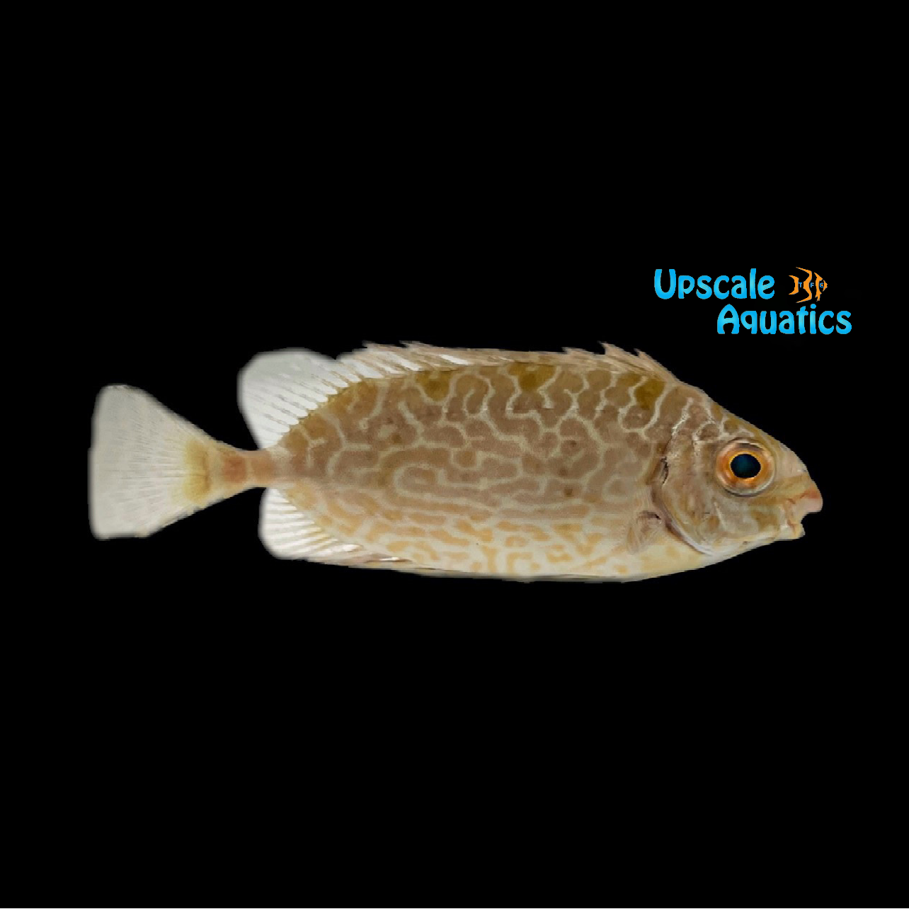 Little Spinefoot Rabbitfish (Siganus spinus) – Upscale Aquatics