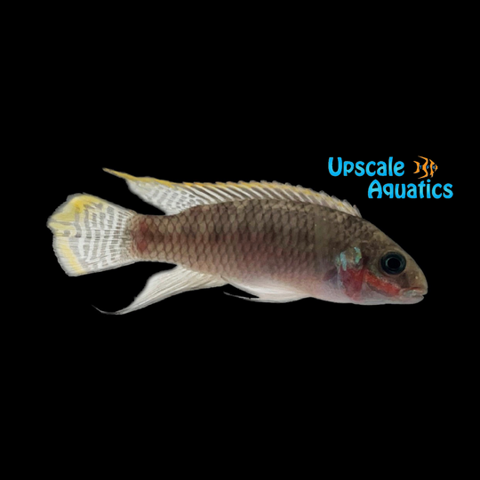 West African Cichlids – Upscale Aquatics