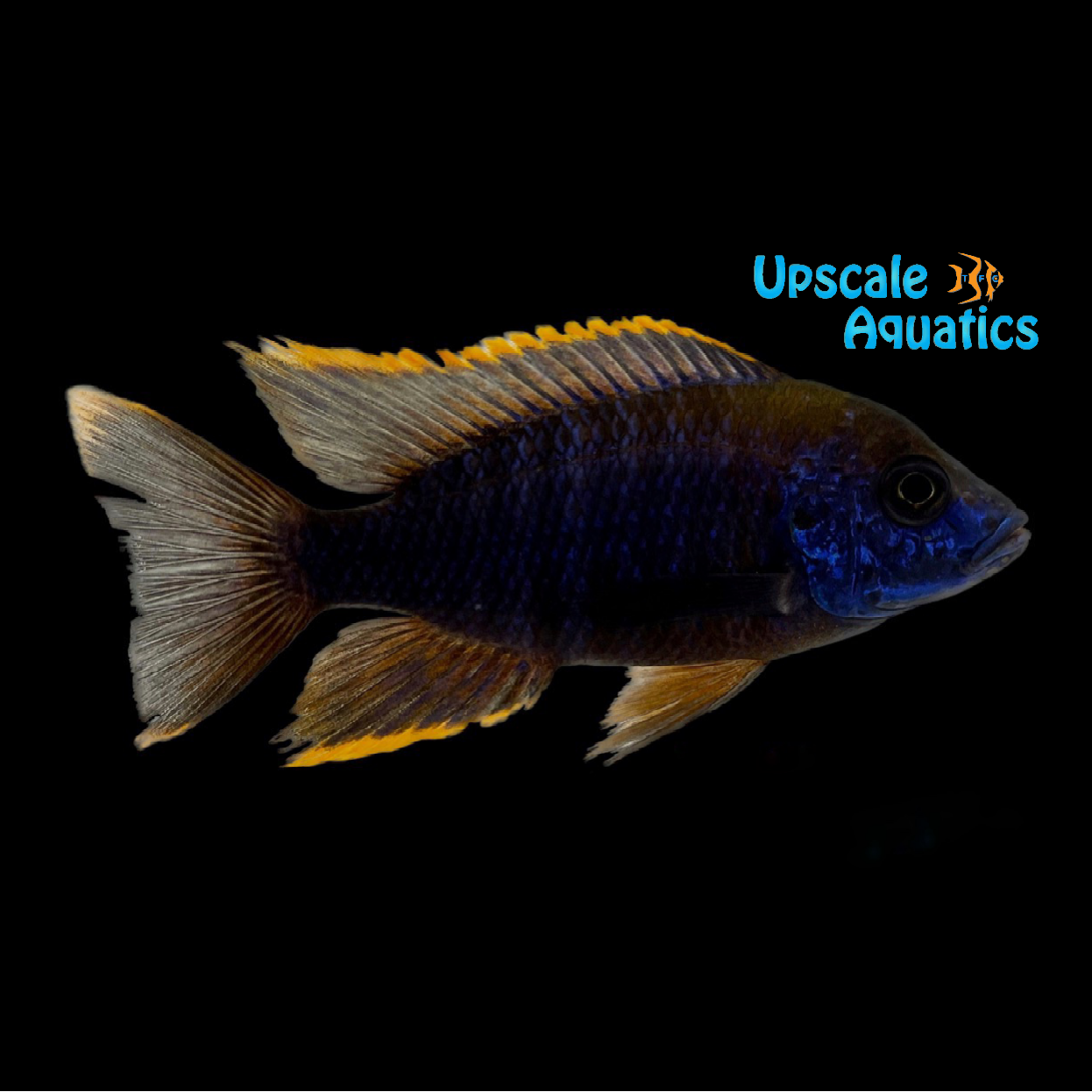 Red Top Lwanda Peacock (Aulonocara sp. lwanda 'Hai Reef') – Upscale ...