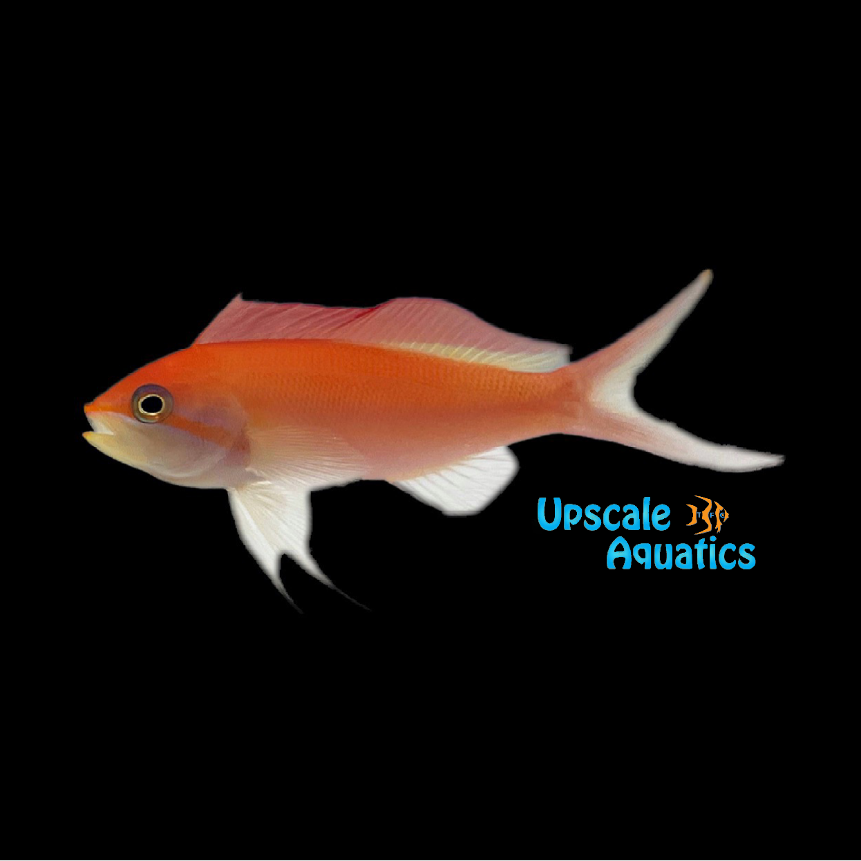 Dispar Anthias (Pseudanthias dispar) – Upscale Aquatics