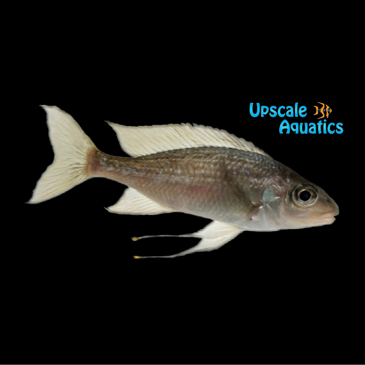 Chaitika 'Black Head' Ventralis (Ophthalmotilapia ventralis 'Chaitika ...