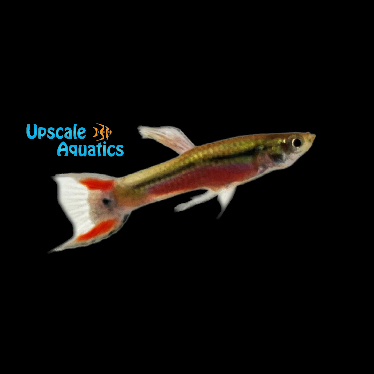 Santa Maria Endler's Livebearer (Poecilia wingei) – Upscale Aquatics