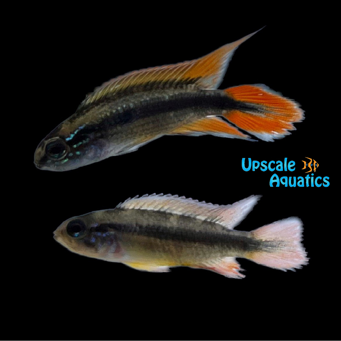 Apisto. Agassizii 'Double Red' (Apistogramma agassizii 'double red ...