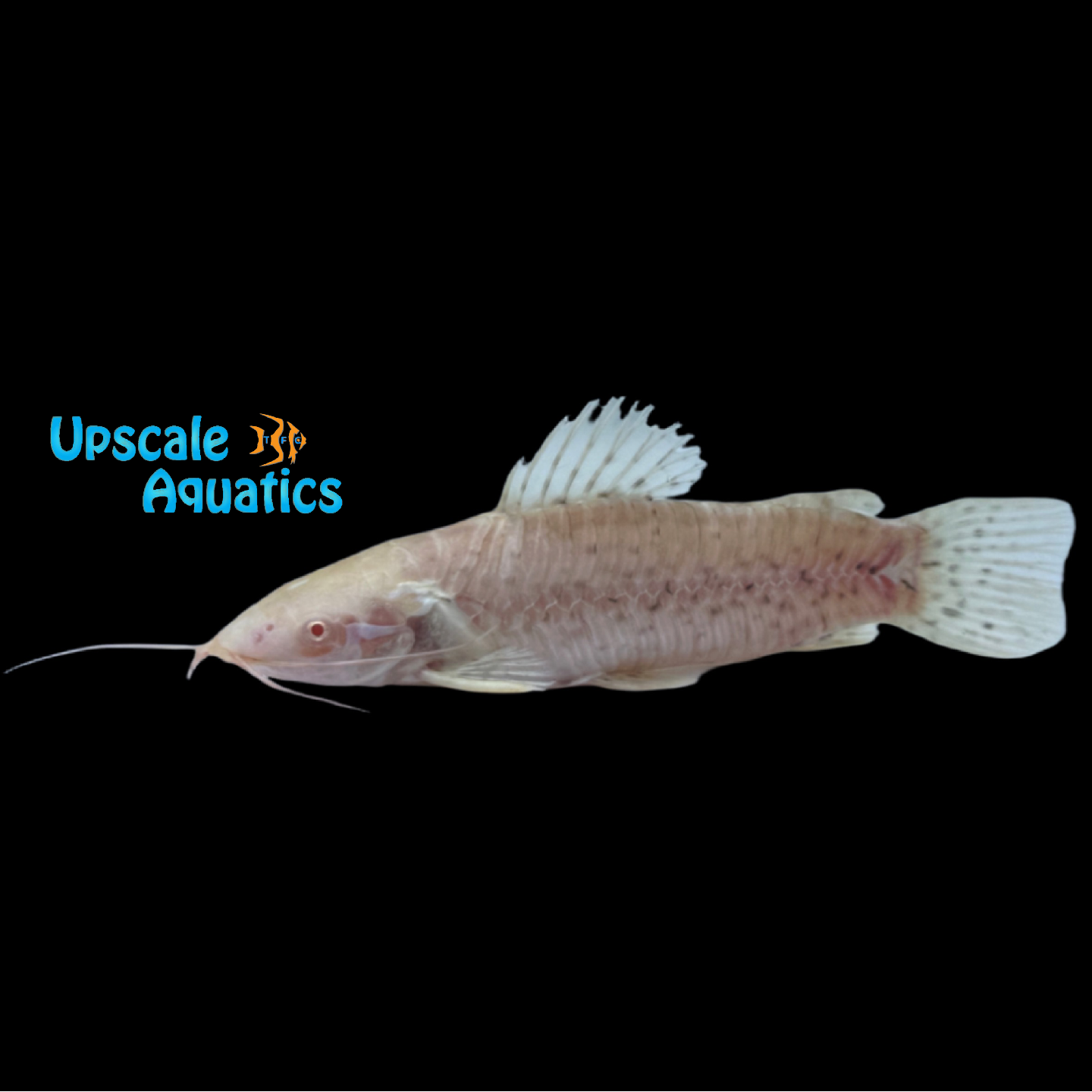 Albino Marbled Hoplo Catfish (Megalechis thoracata albino) – Upscale ...
