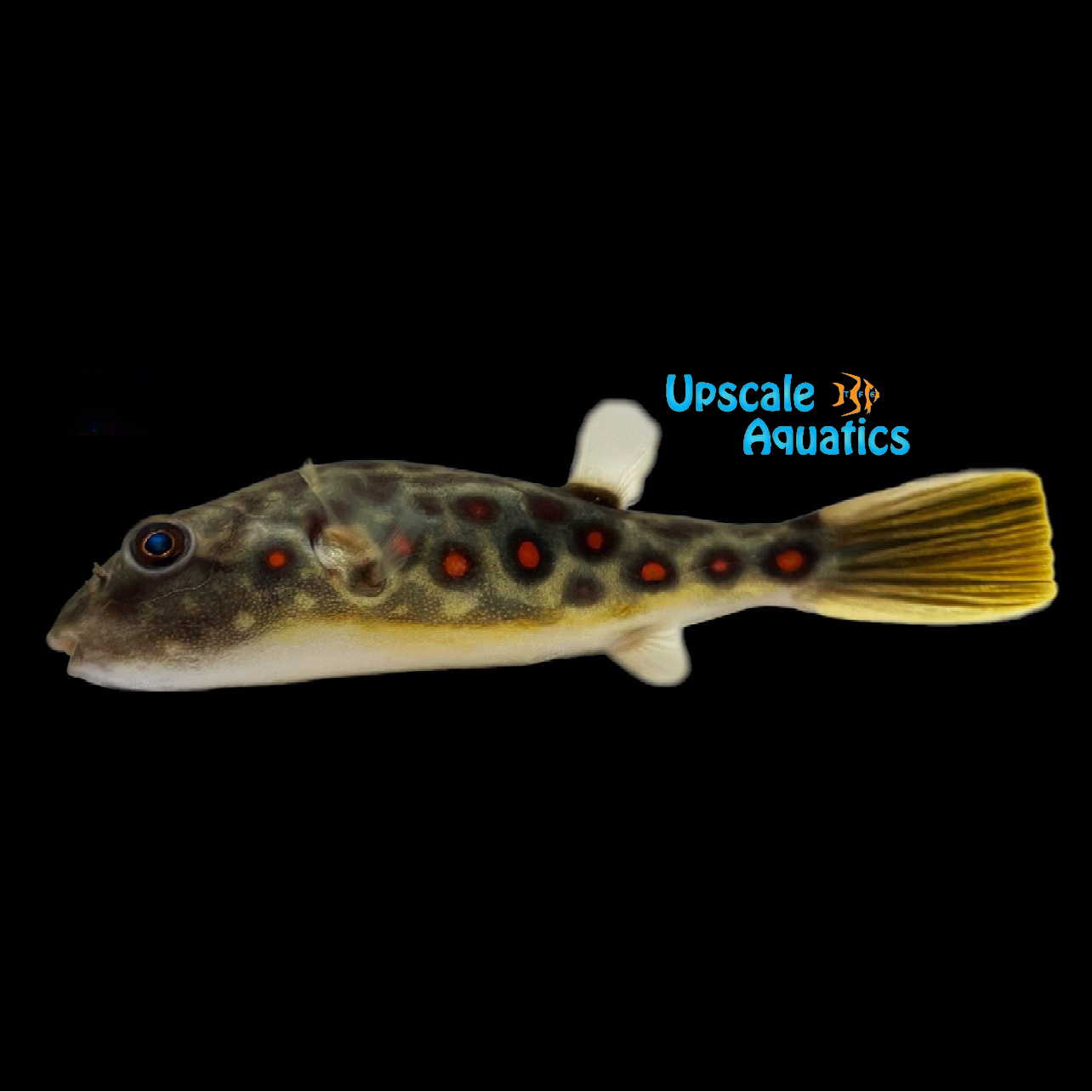 Cross River Puffer (Tetraodon pustulatus) – Upscale Aquatics
