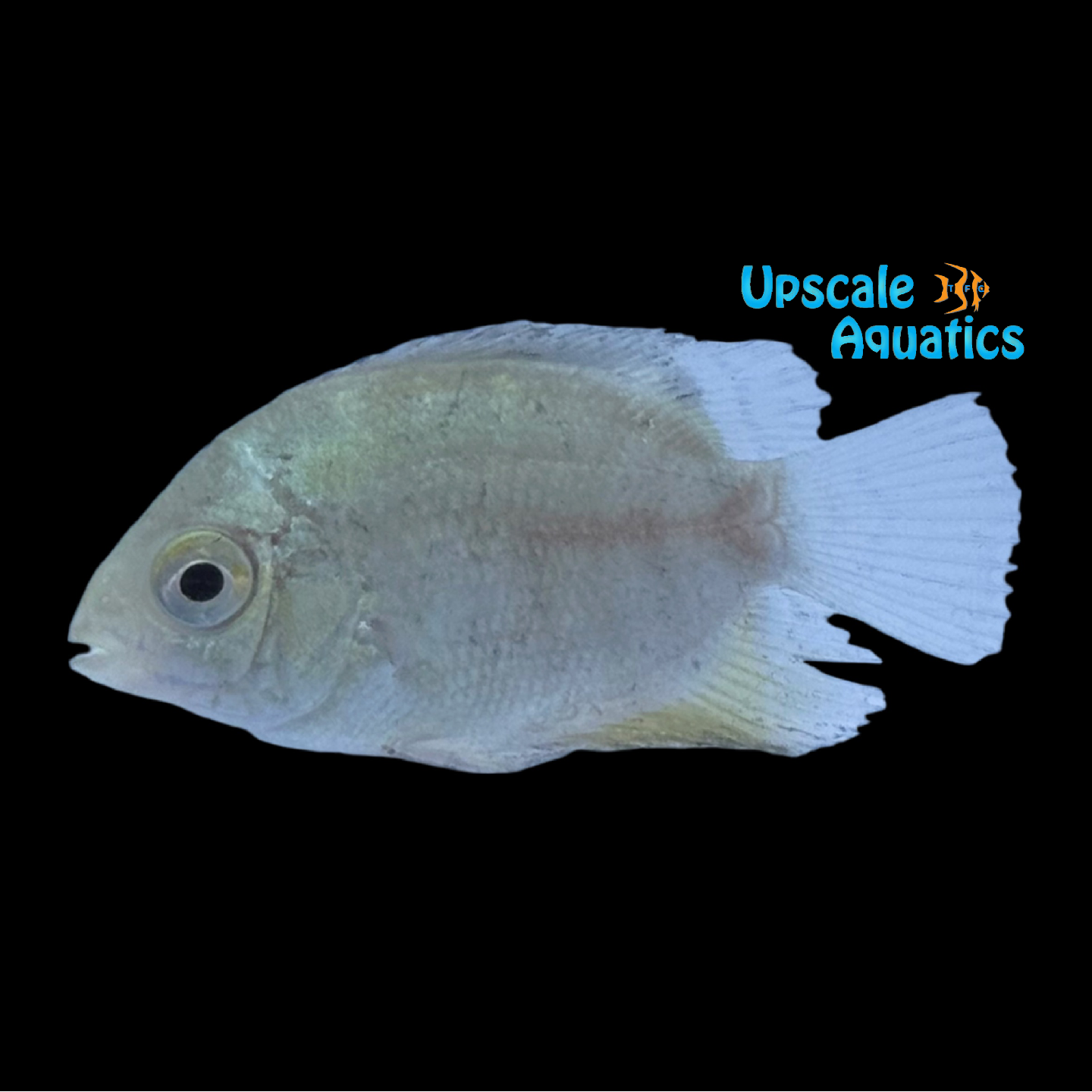 Blue Severum 'Rio Madeira' (Heros sp. Madeira) – Upscale Aquatics